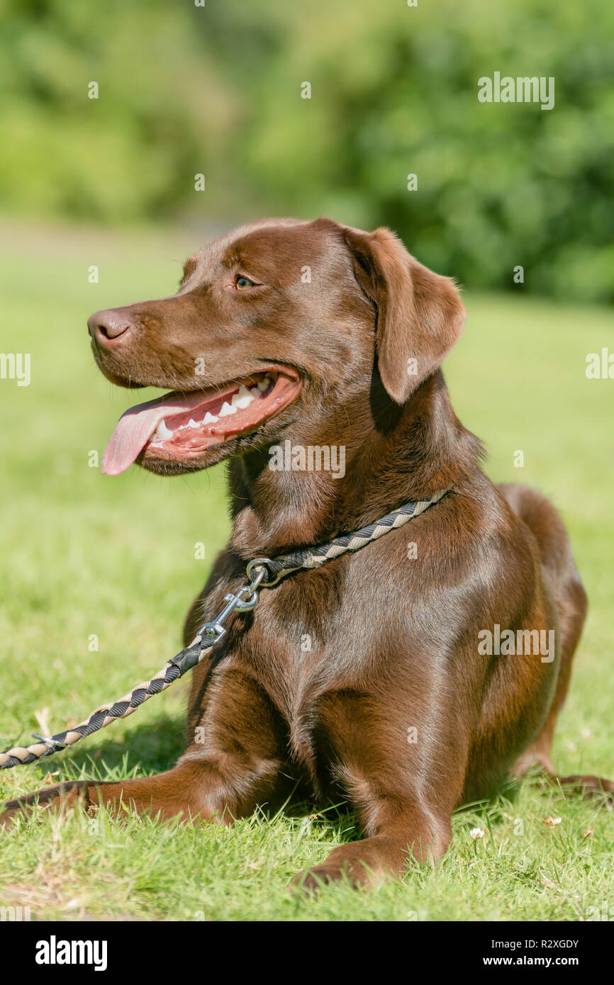 Adult Chocolate Labrador Retriever Stock Photos & Adult Chocolate ...