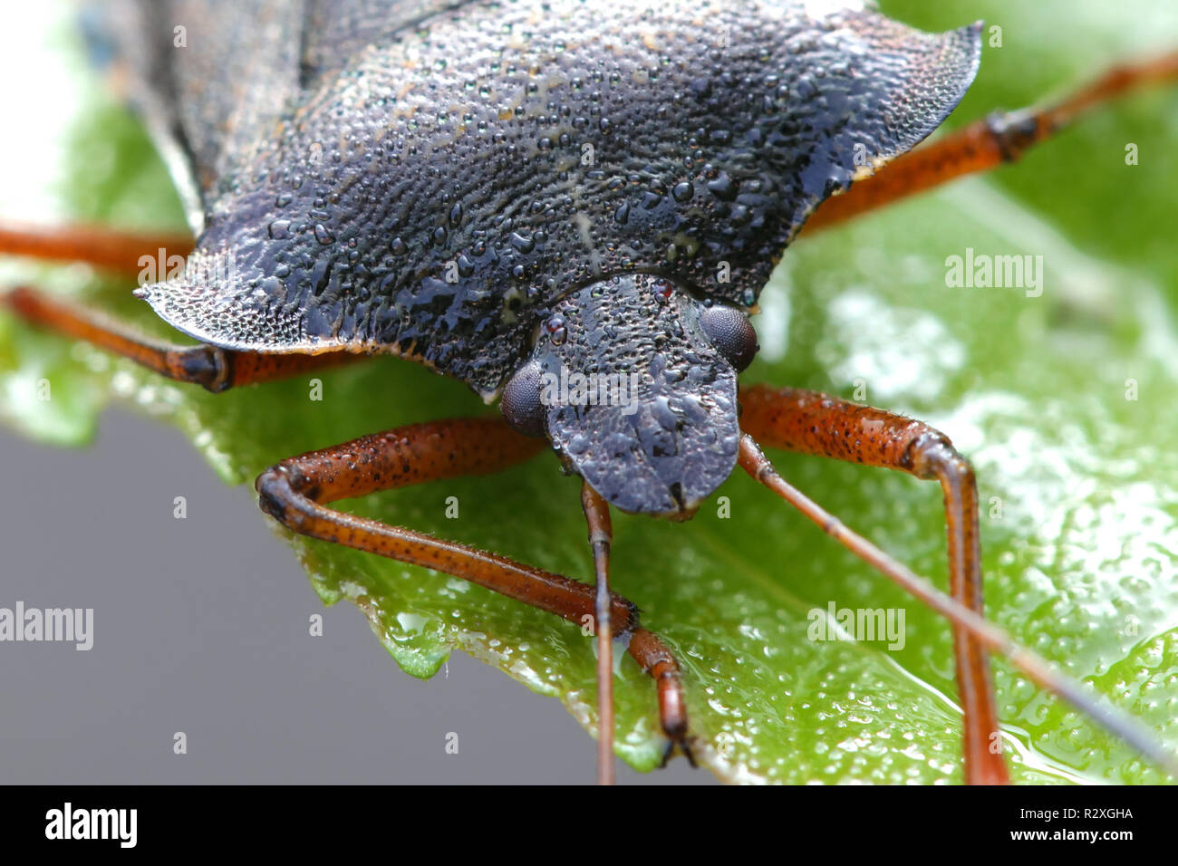 Forest shield bug hi-res stock photography and images - Alamy