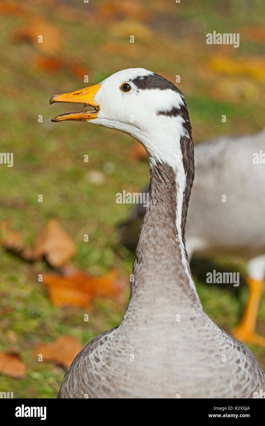 White headed goose hi-res stock photography and images - Alamy