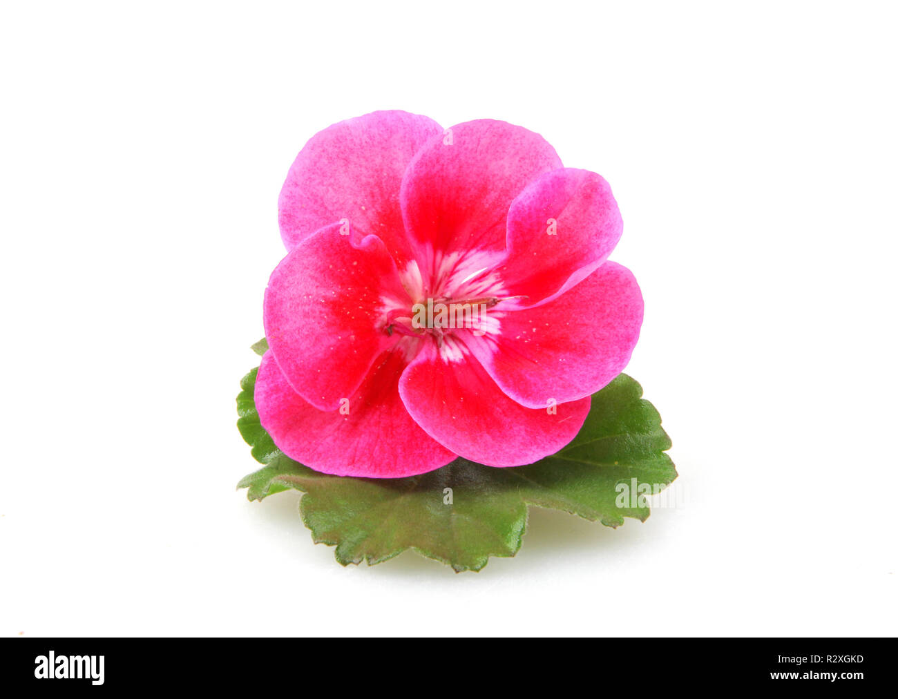Geranium Pelargonium Flowers Isolated On White Background Stock Photo ...