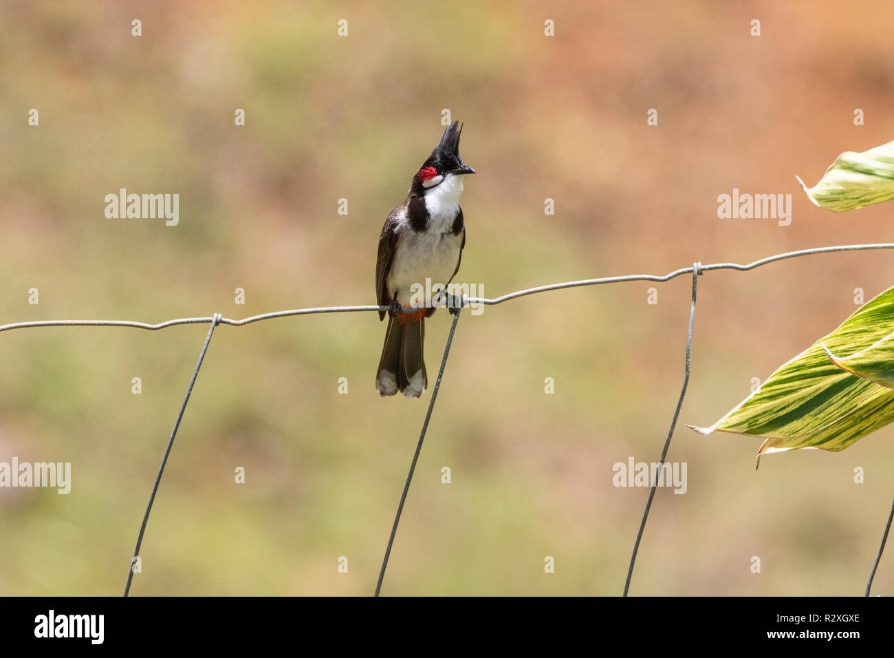 Indian bulbuls hi-res stock photography and images - Alamy