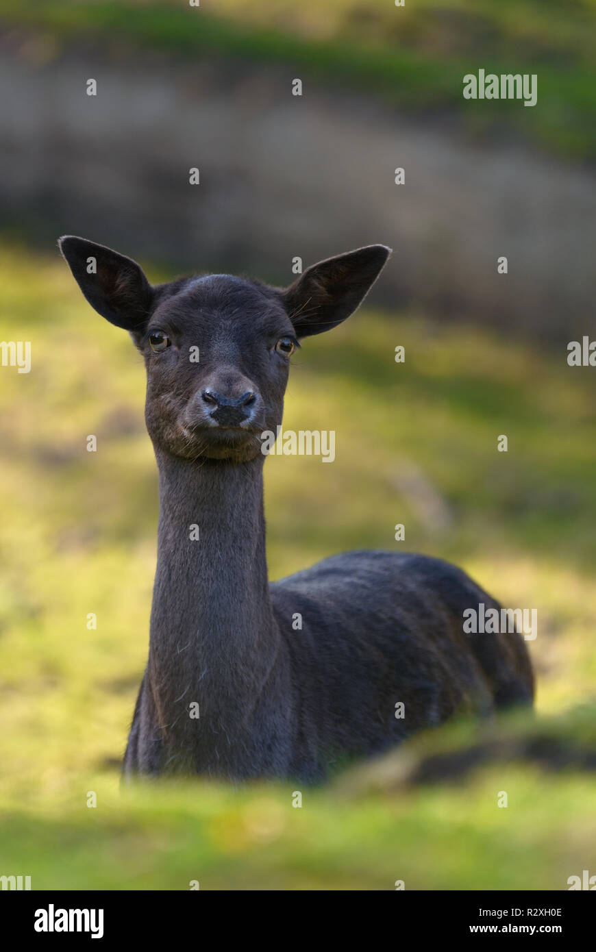 Portrait of a deer Stock Photo - Alamy