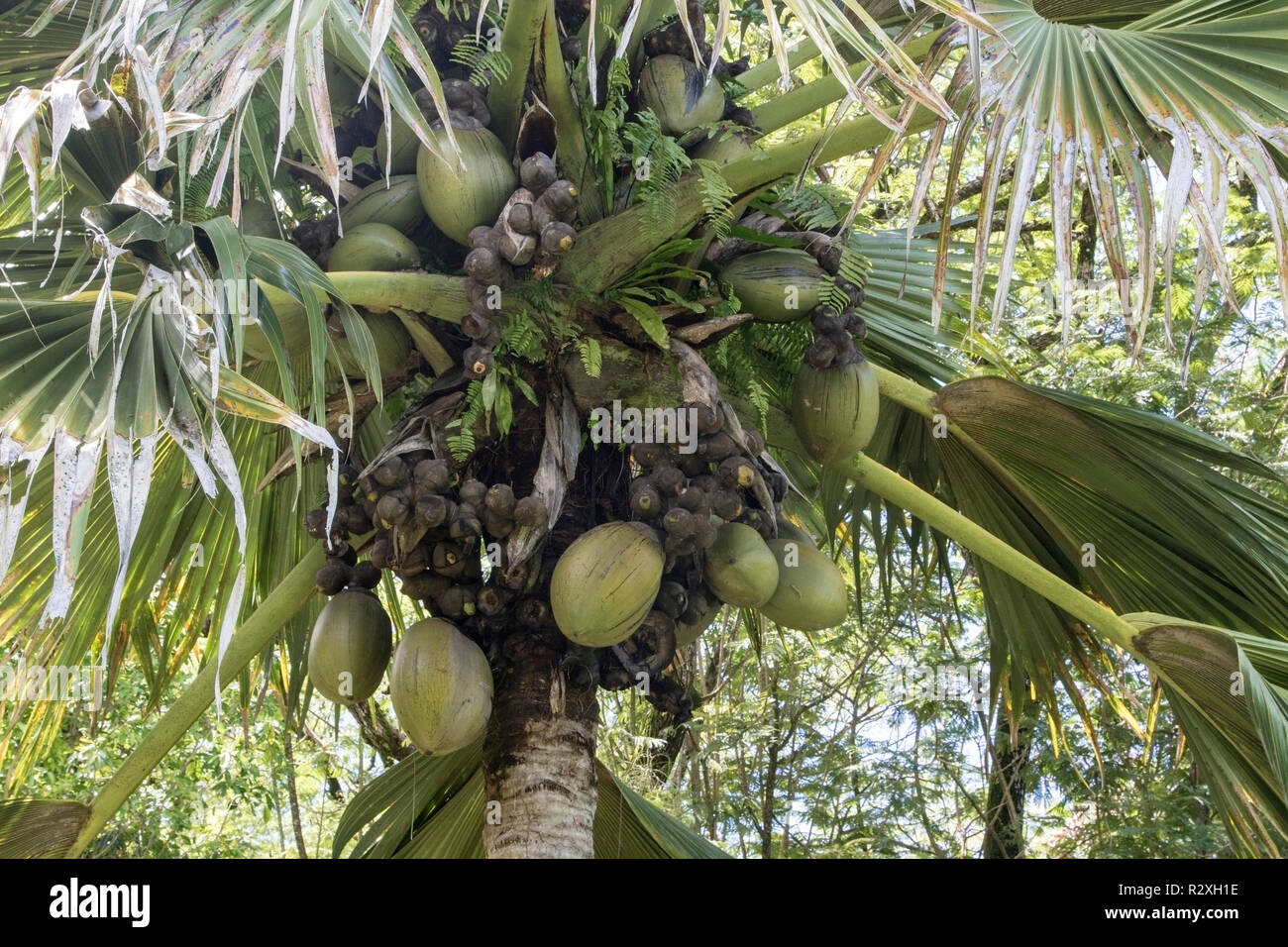 Coco de mer palm tree seeds hi-res stock photography and images - Alamy
