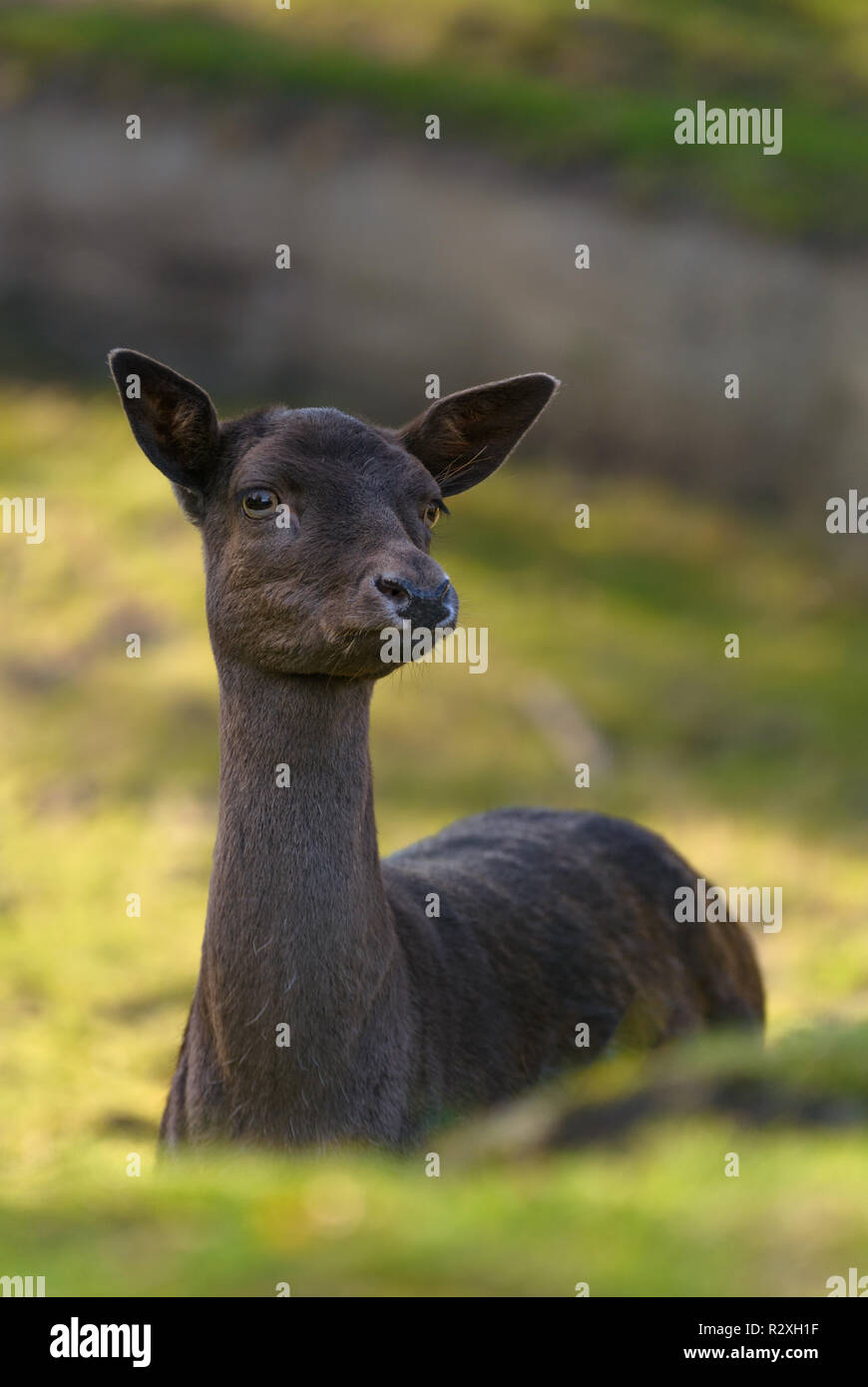 Portrait of a deer Stock Photo - Alamy