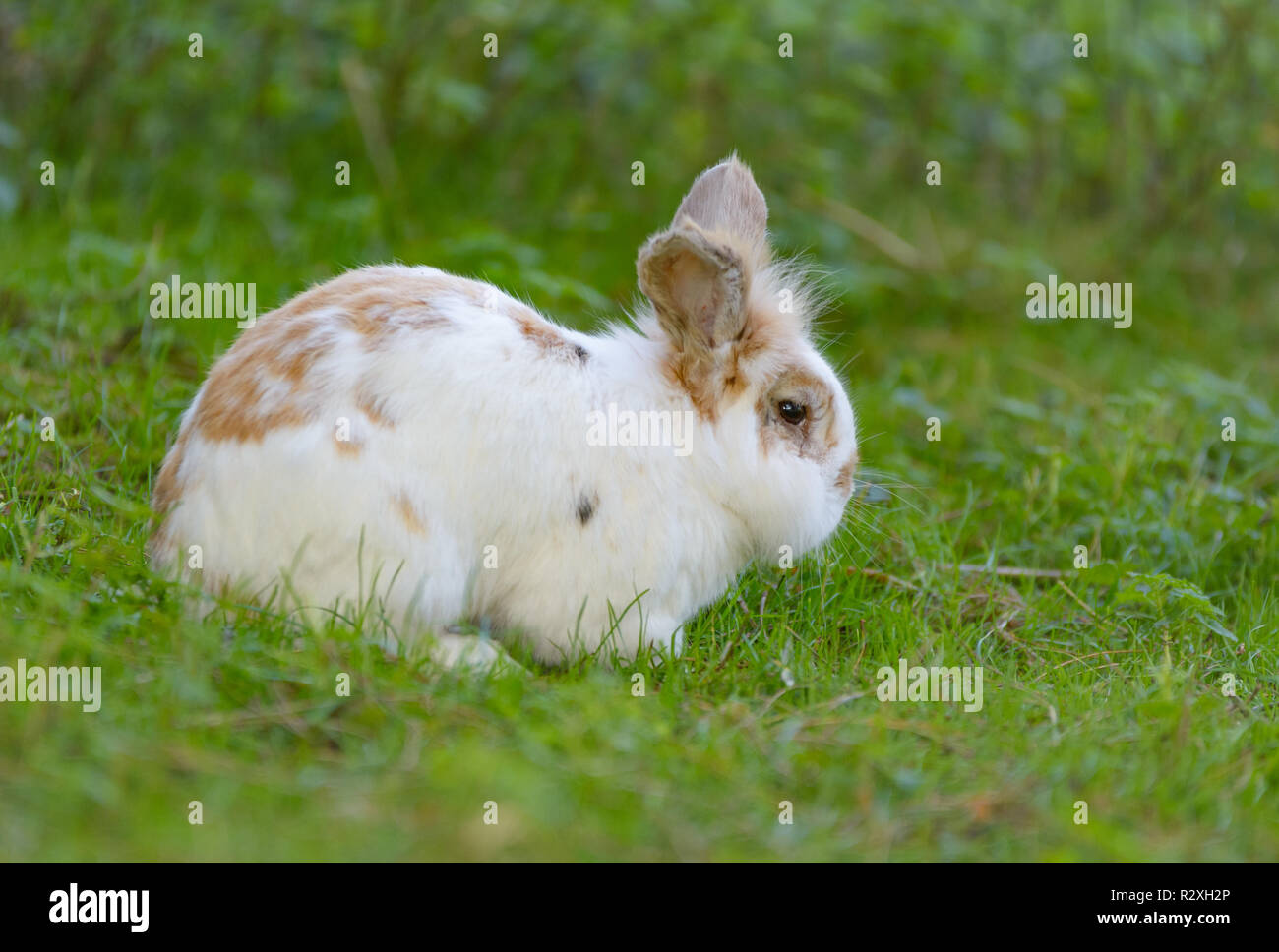 A rabbit is sitting in a meadow Stock Photo - Alamy