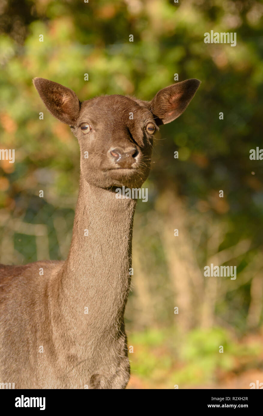 Portrait of a deer Stock Photo - Alamy