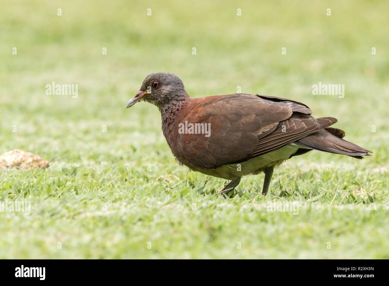 Indian turtle dove hi-res stock photography and images - Alamy