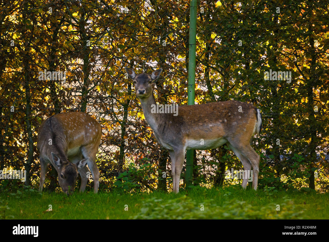 Two roe deer grazing hi-res stock photography and images - Alamy