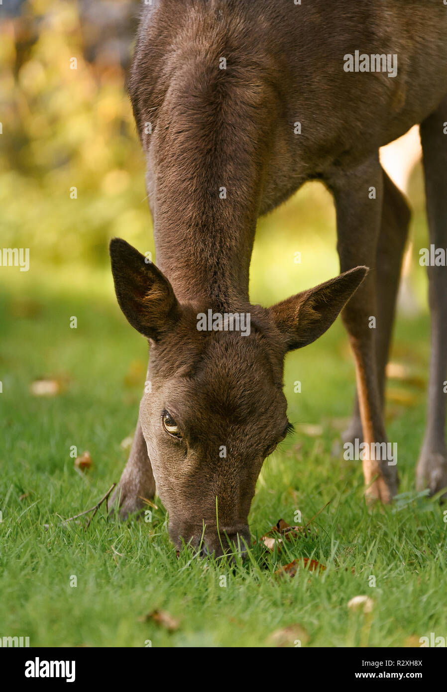 Brown roe deer eating grass hi-res stock photography and images - Alamy