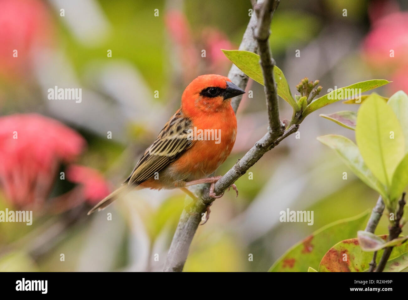 Endemic to mauritius hi-res stock photography and images - Alamy
