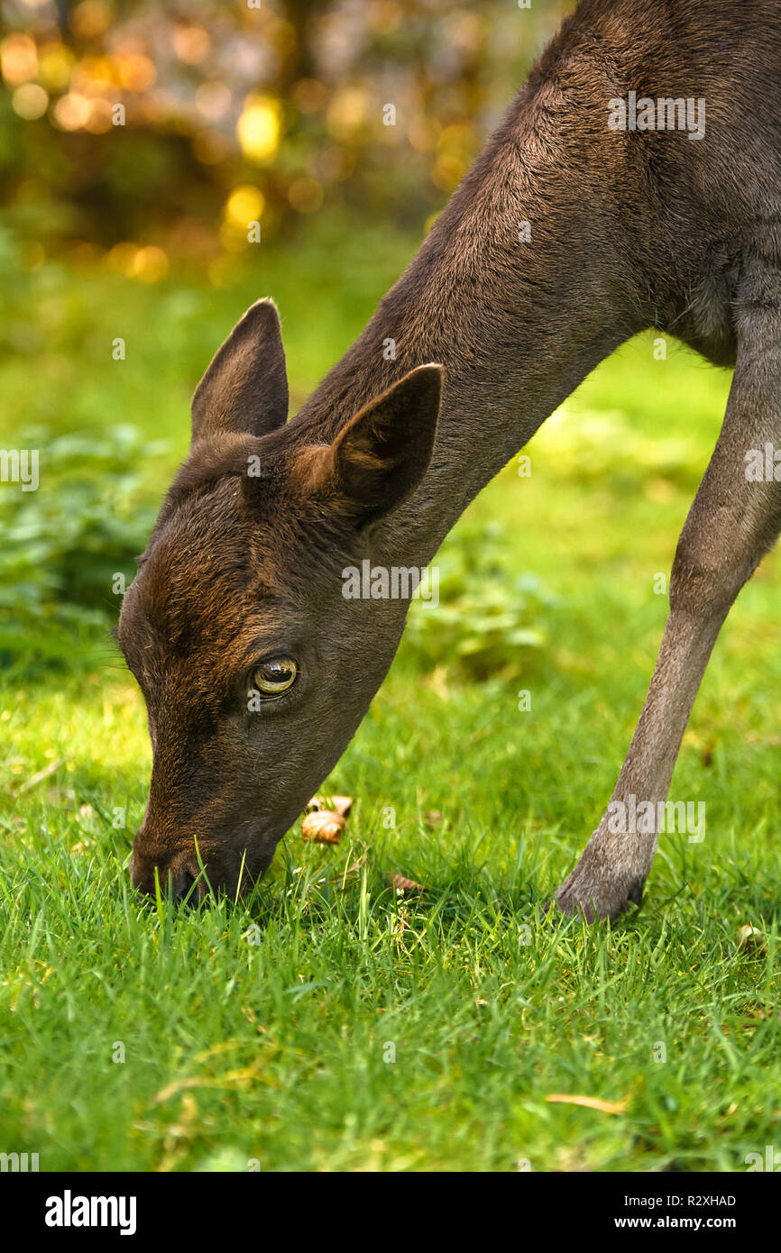 Graceful deer in grass hi-res stock photography and images - Alamy