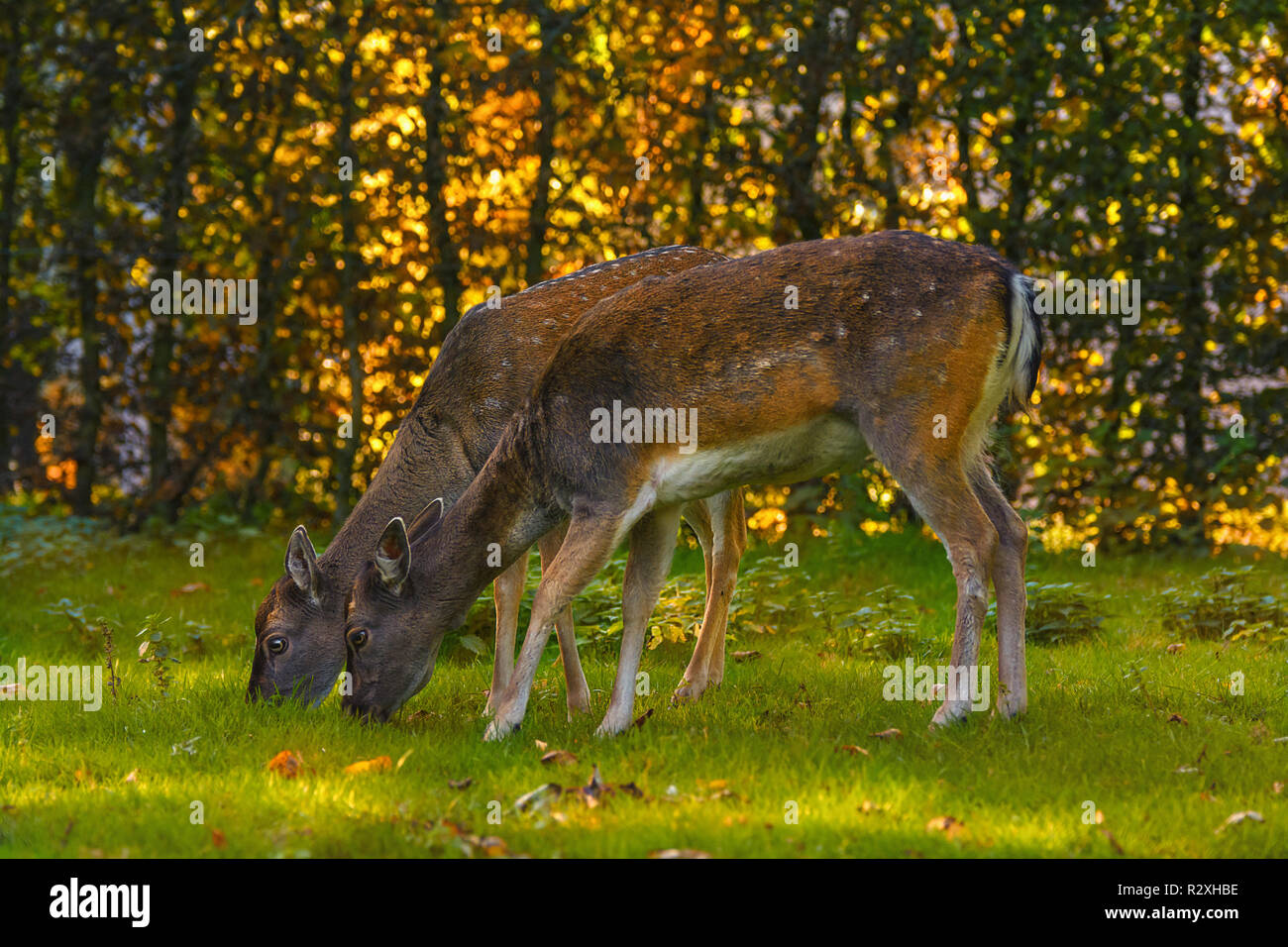 Two young deer grazing hi-res stock photography and images - Alamy