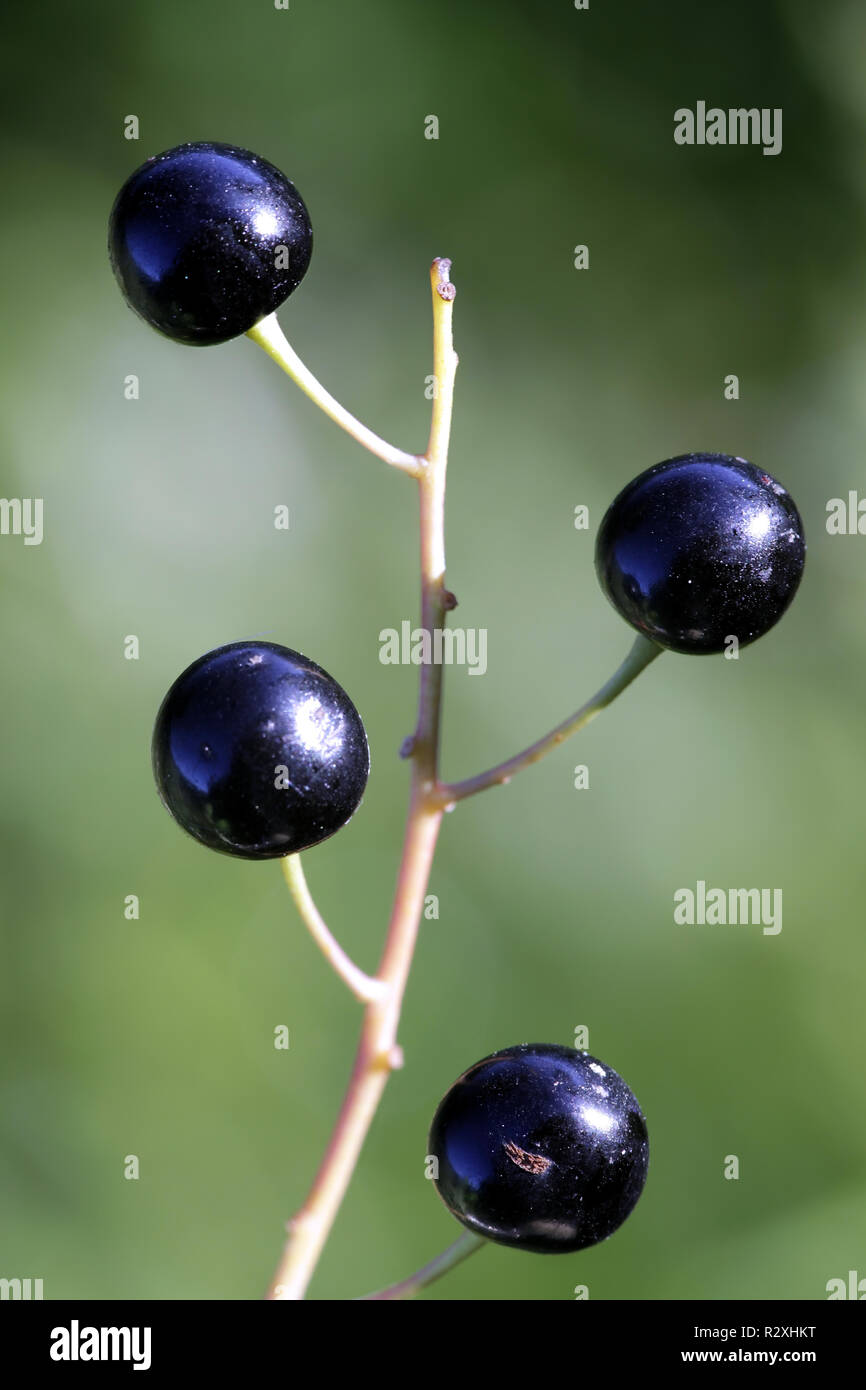 Black bird berry hi-res stock photography and images - Alamy