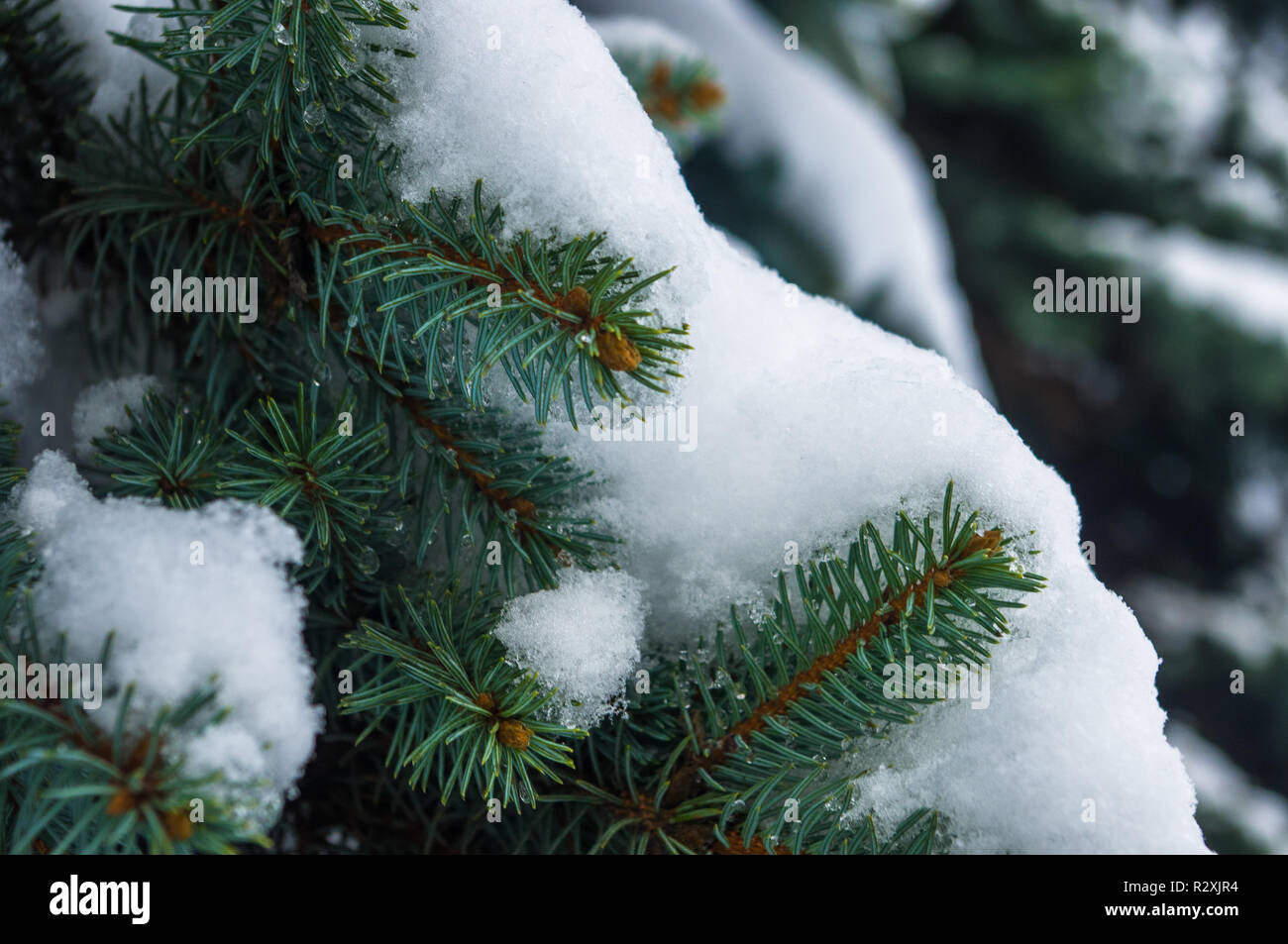 Green fluffy fir tree branch in the snow, Christmas wallpaper concept ...