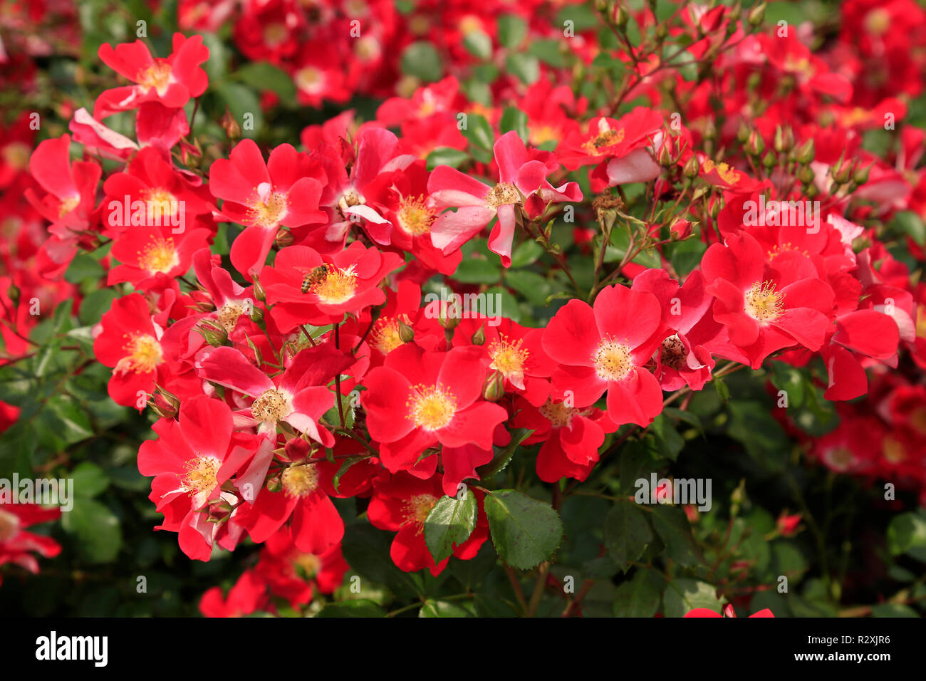 Rose Bushes High Resolution Stock Photography and Images - Alamy