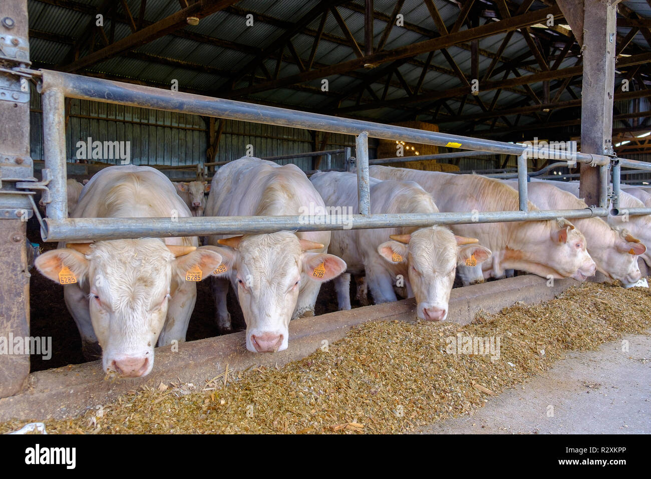Young castrated bull hi-res stock photography and images - Alamy