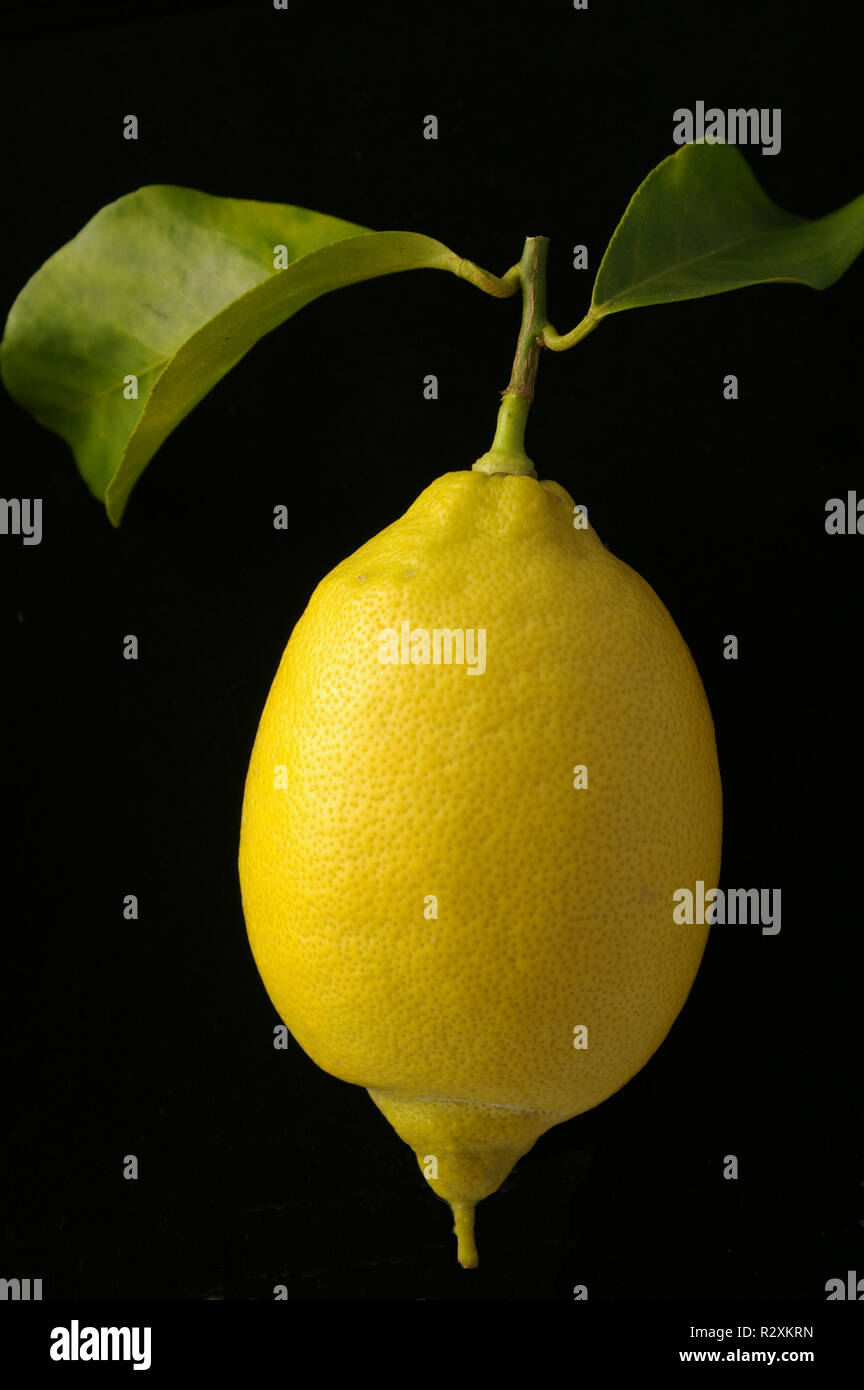 single lemon with leaves isolated - single lemon isolated Stock Photo ...