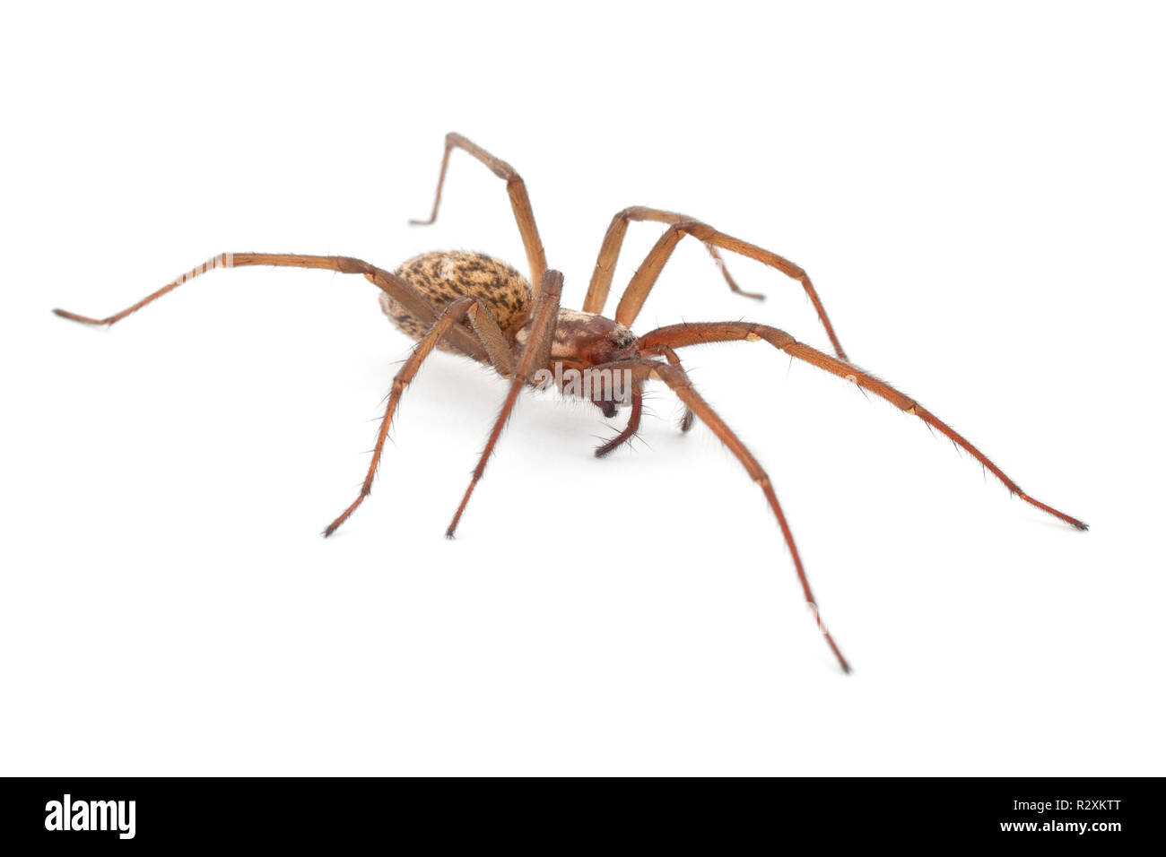 Needle spider macro hi-res stock photography and images - Alamy