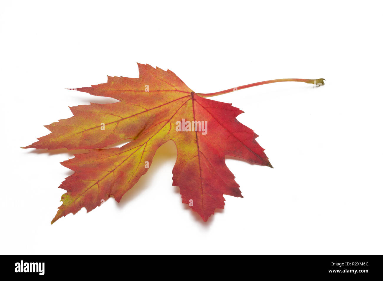 maple leaves with autumn colors Stock Photo - Alamy