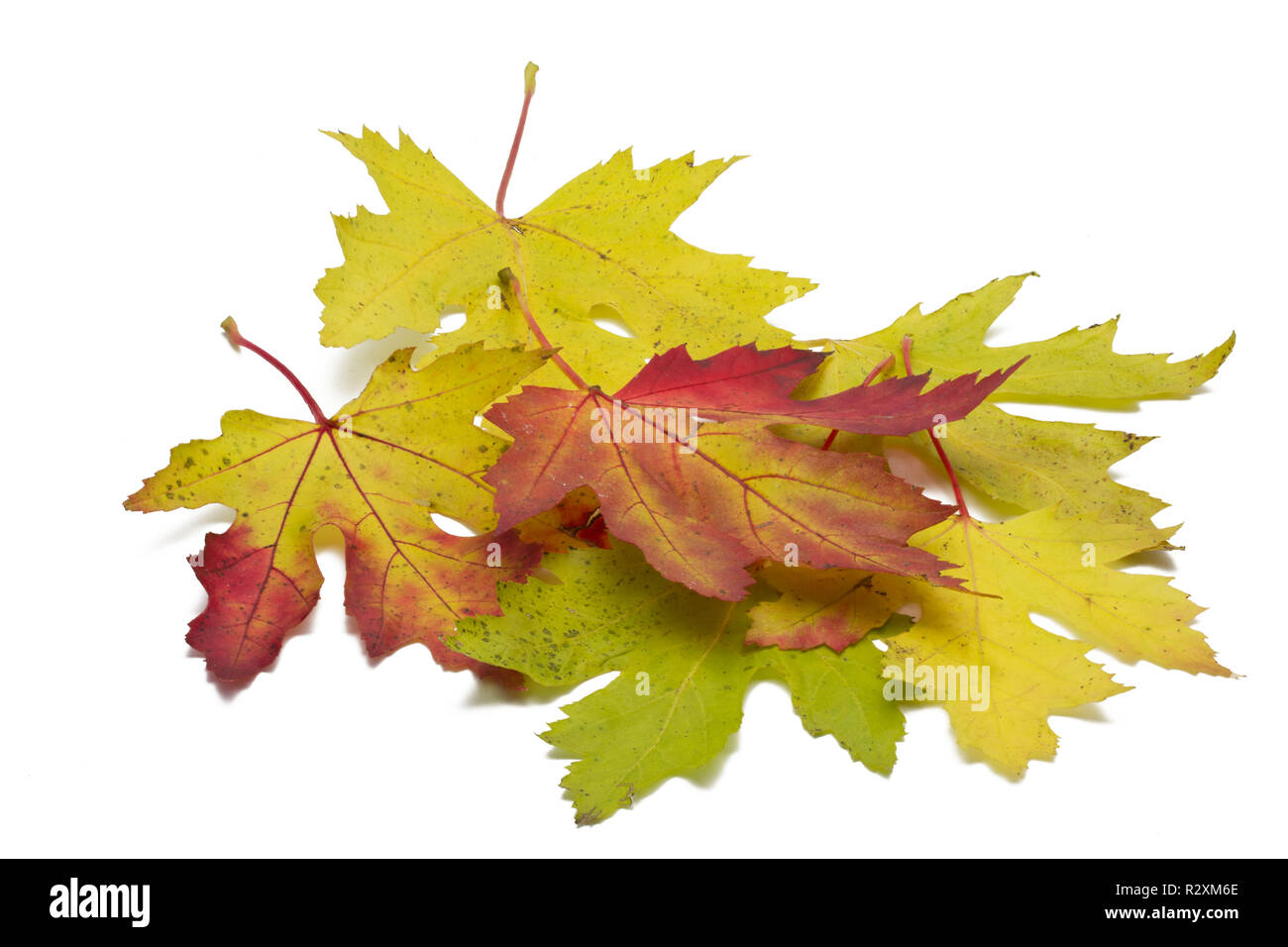 Autumn fall colors maple Cut Out Stock Images & Pictures - Alamy