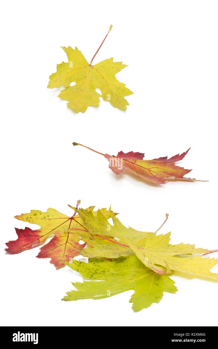 maple leaves with autumn colors Stock Photo - Alamy