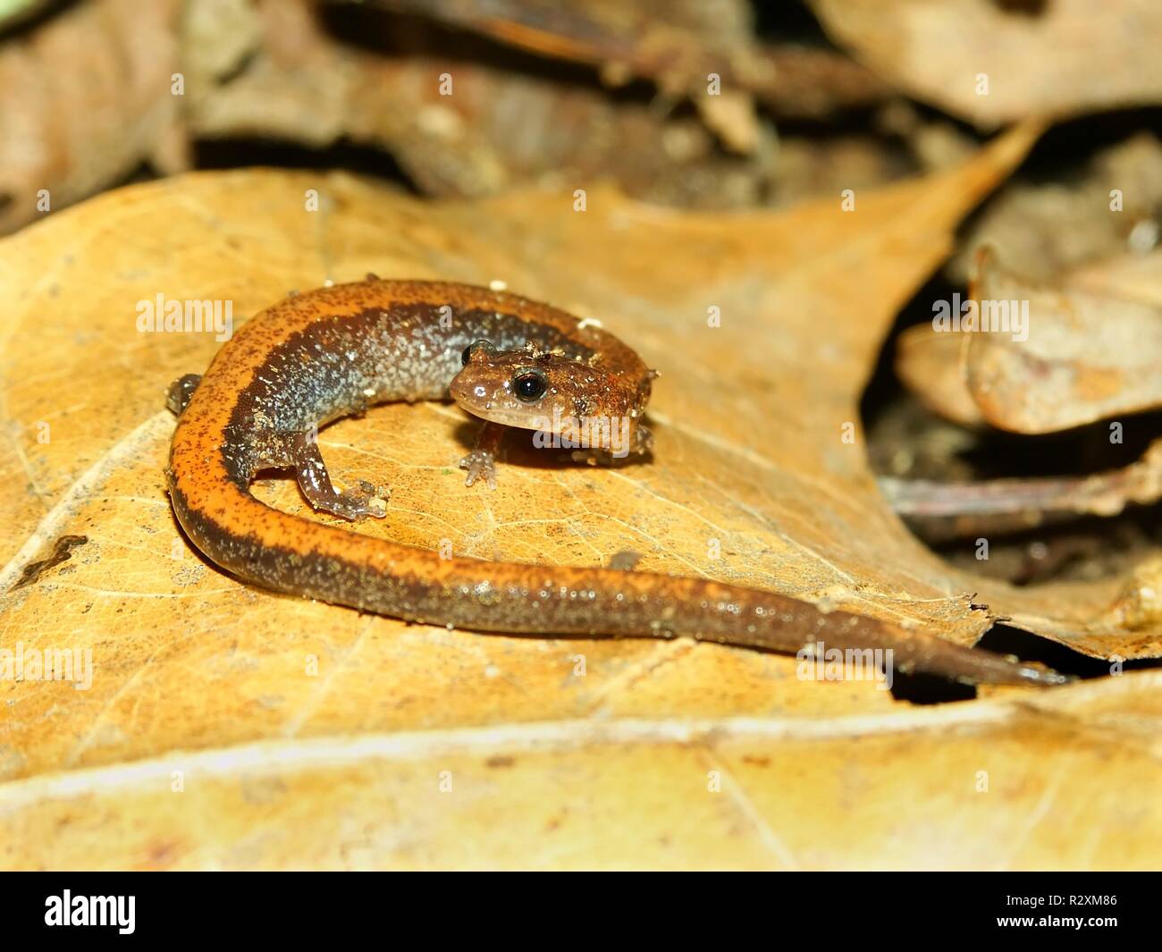 Red backed salamander hi-res stock photography and images - Alamy