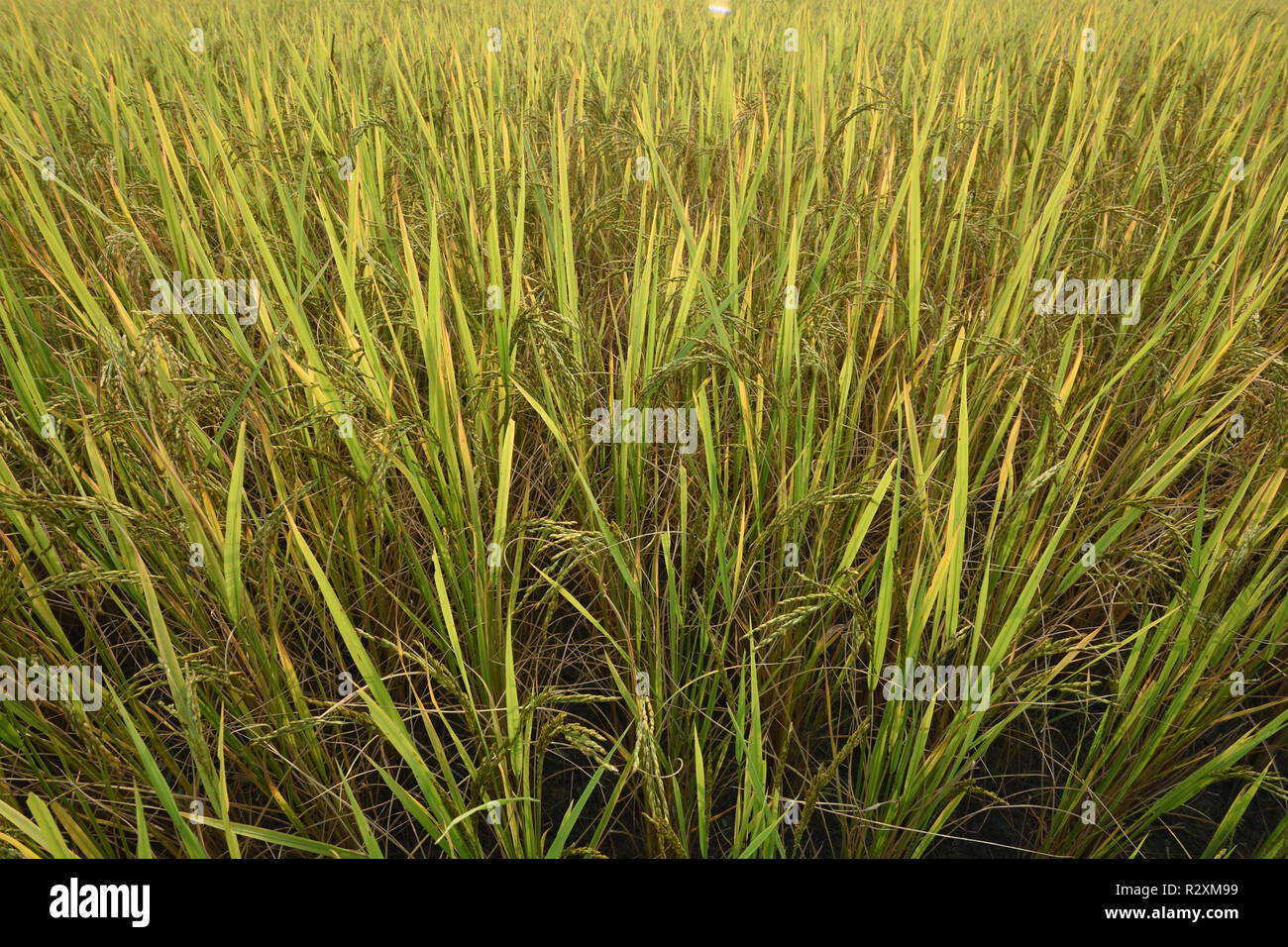 Oryza sativa or Asian Rice at Mangalbari bustee, Chalsa in Jalpaiguri ...