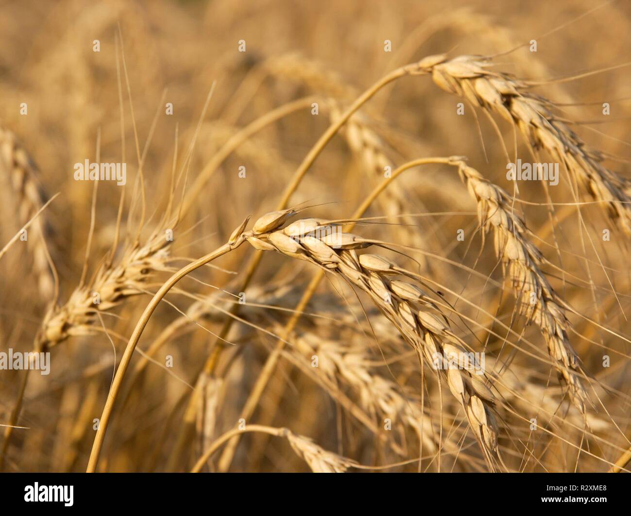 Deep golden yellow ground hi-res stock photography and images - Alamy
