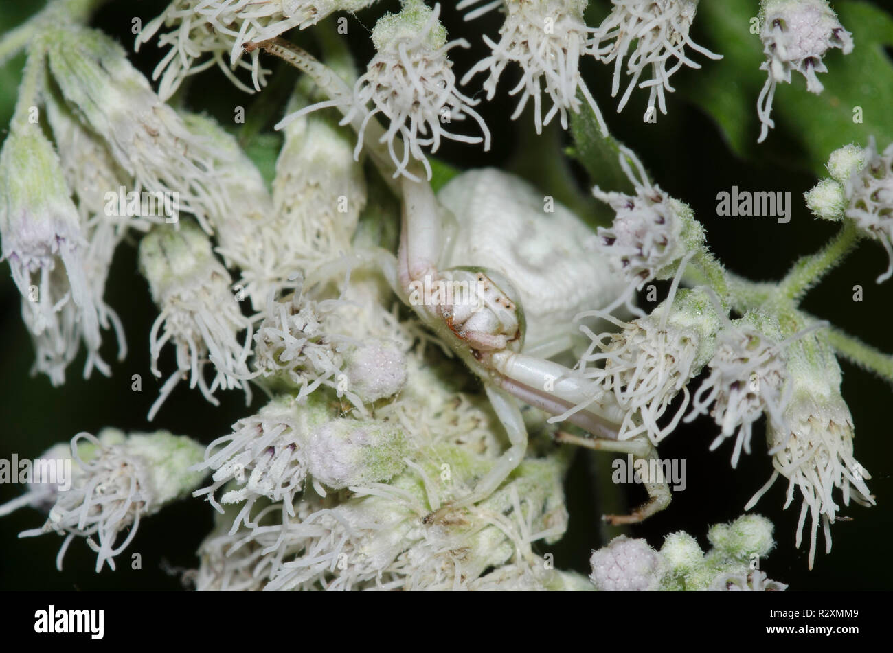 White-banded Crab Spider, Misumenoides formosipes, lurking in white ...
