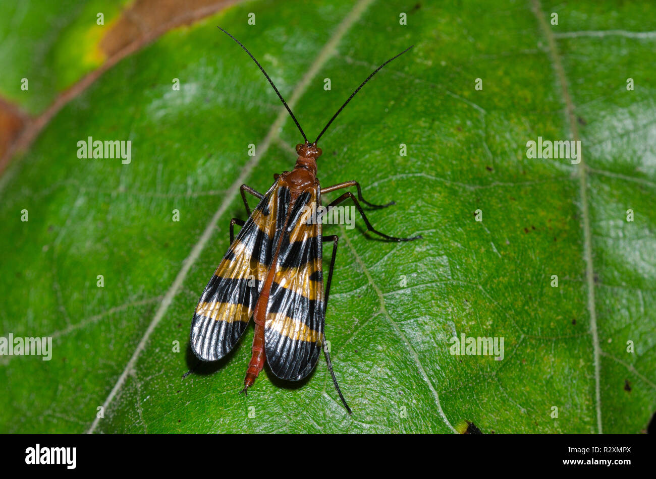 Female common scorpionfly hi-res stock photography and images - Alamy