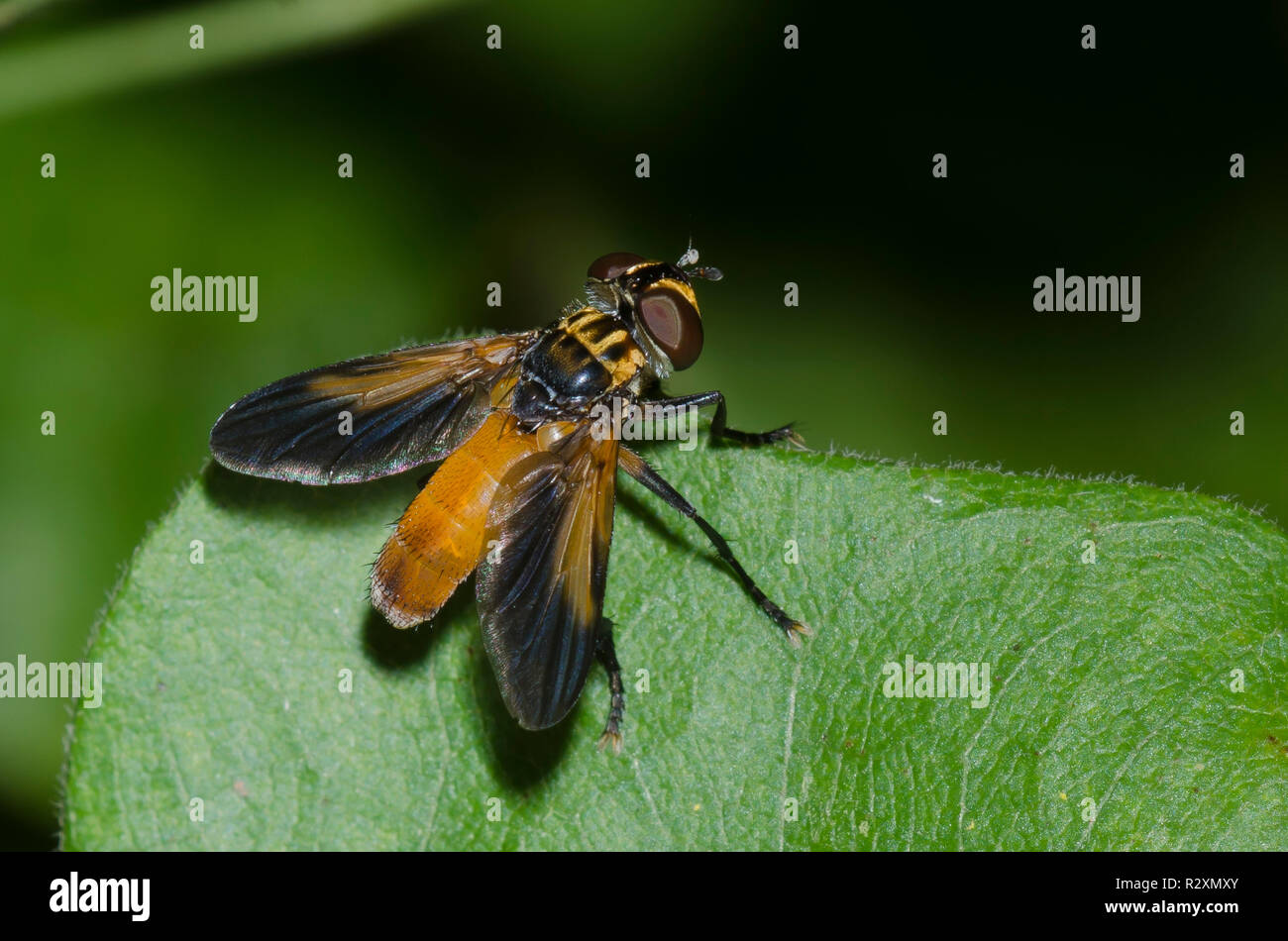 Feather-legged Fly, Trichopoda sp Stock Photo - Alamy