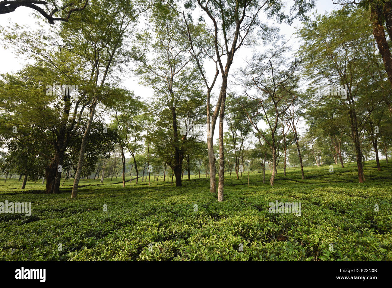 Malbazar hi-res stock photography and images - Alamy