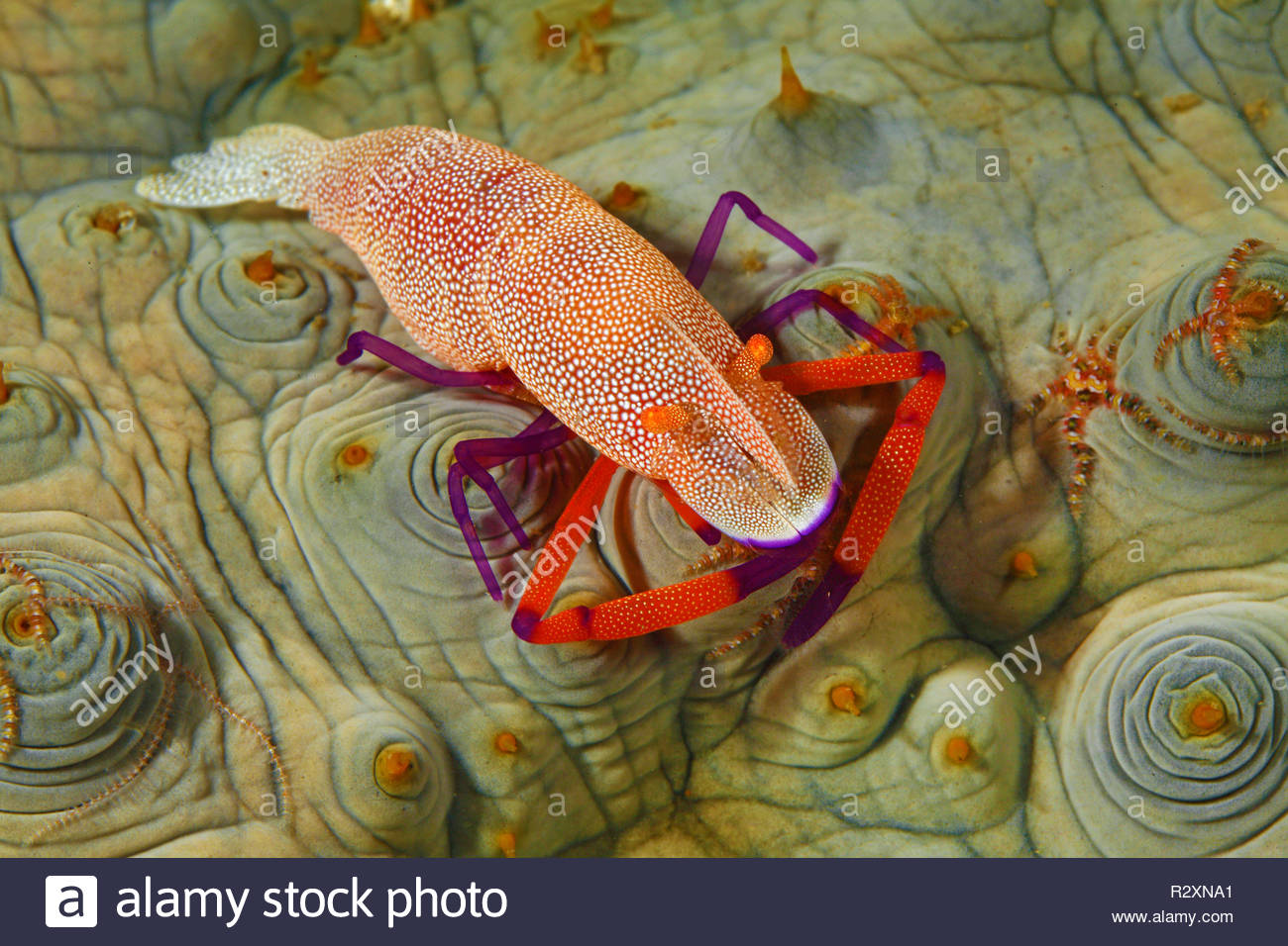 Seegurke Stock Photos & Seegurke Stock Images - Alamy