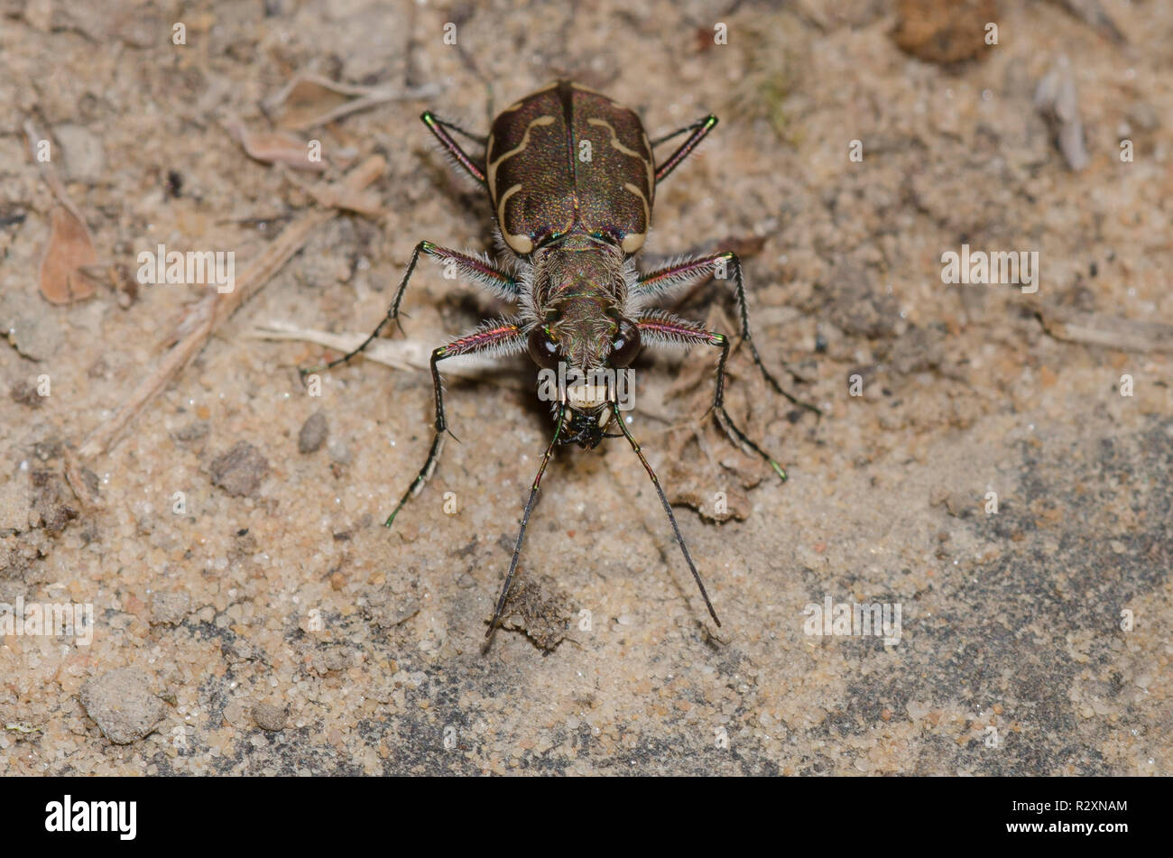 Bronzed Tiger Beetle, Cicindela repanda Stock Photo - Alamy