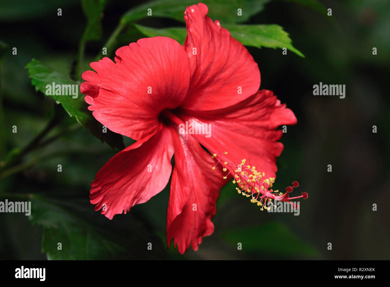 Scarlet present hi-res stock photography and images - Alamy