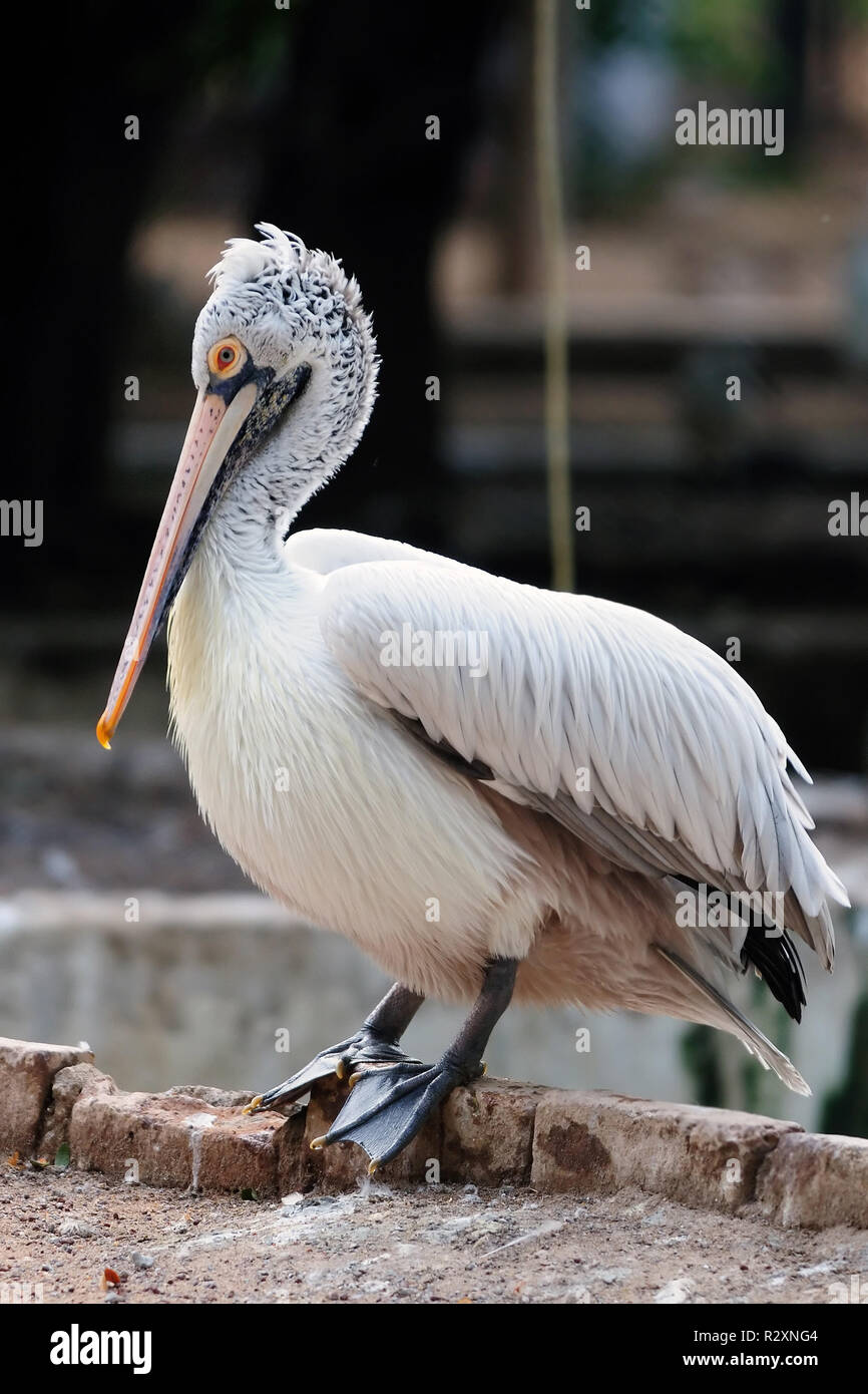 Imposing stance hi-res stock photography and images - Alamy