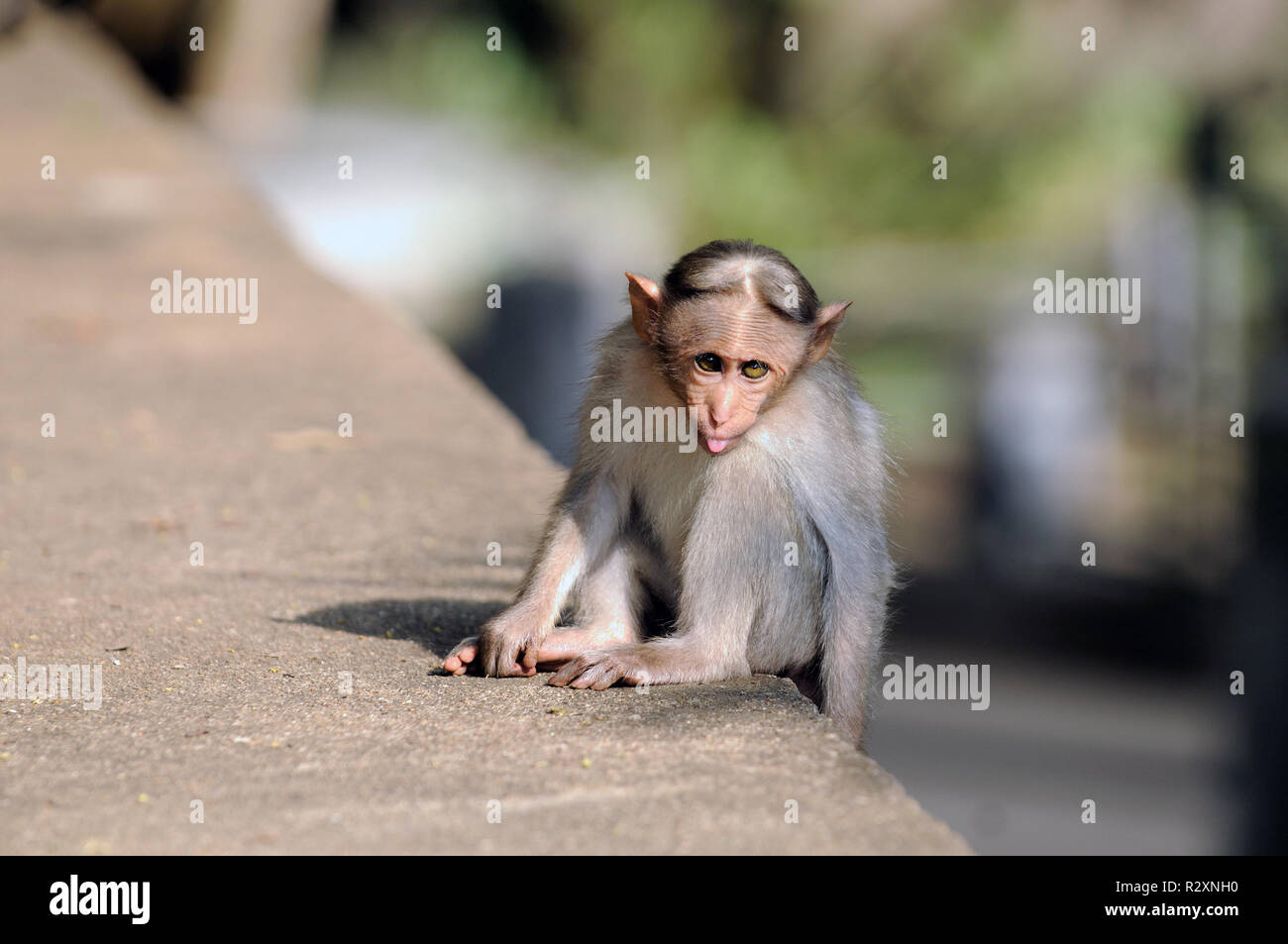 Bonnet macaque profile hi-res stock photography and images - Alamy