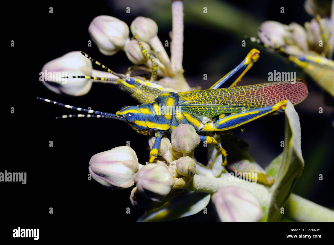 Poekilocerus pictus hi-res stock photography and images - Alamy