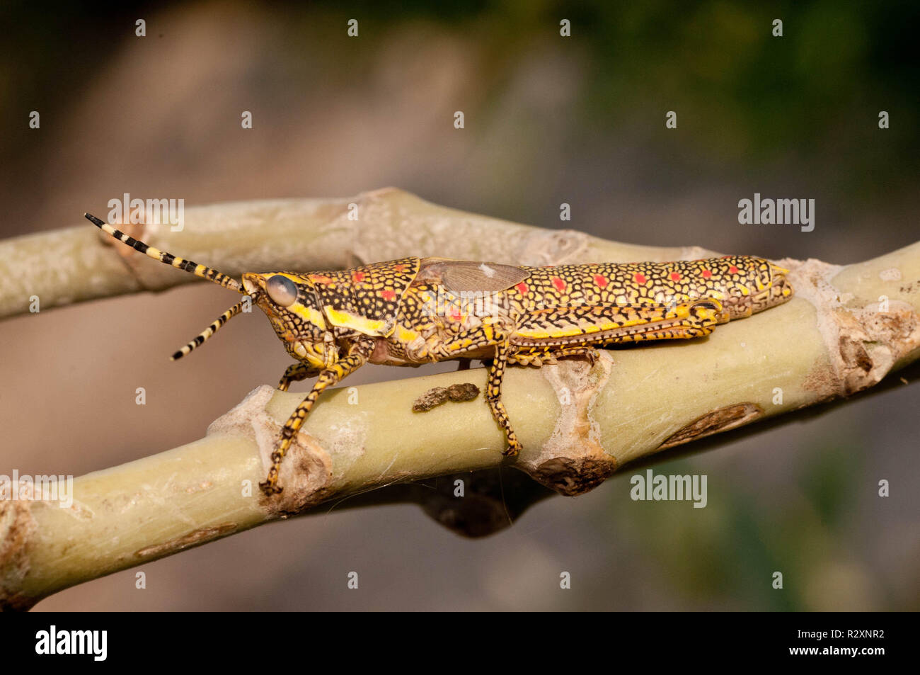 Poekilocerus pictus hi-res stock photography and images - Alamy