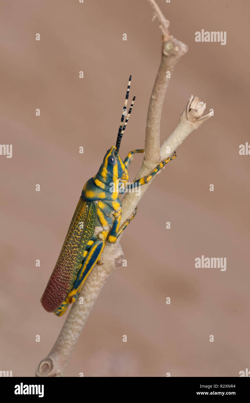 Poekilocerus pictus hi-res stock photography and images - Alamy