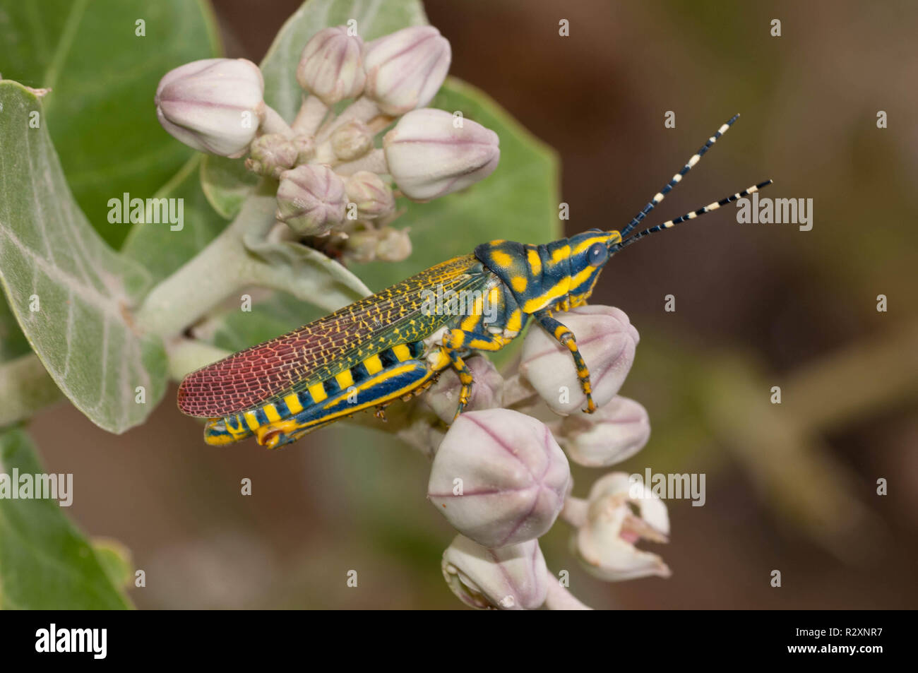Poekilocerus pictus hi-res stock photography and images - Alamy