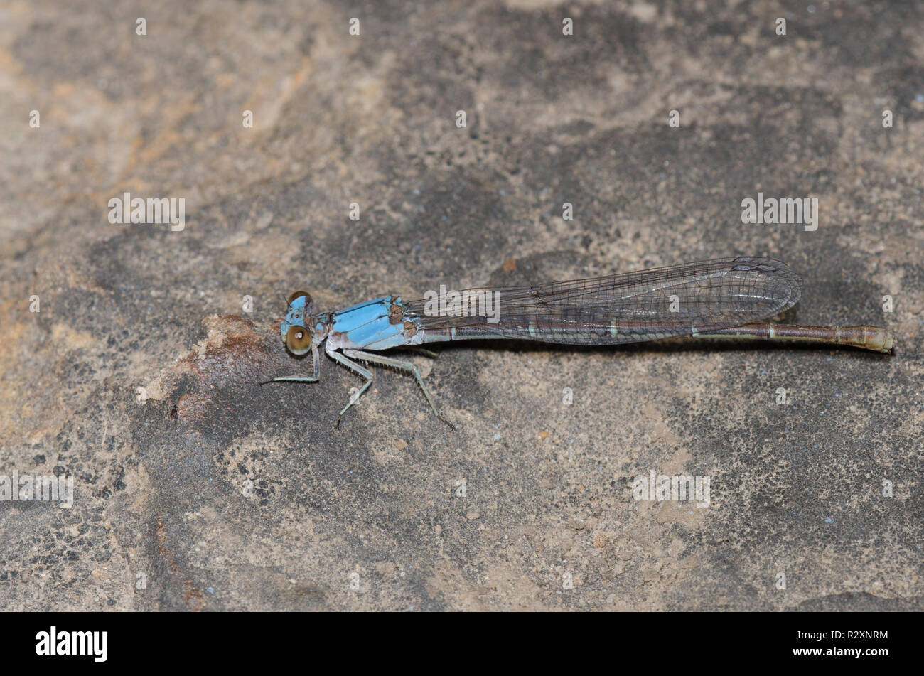 Blue-fronted Dancer, Argia apicalis, female Stock Photo - Alamy
