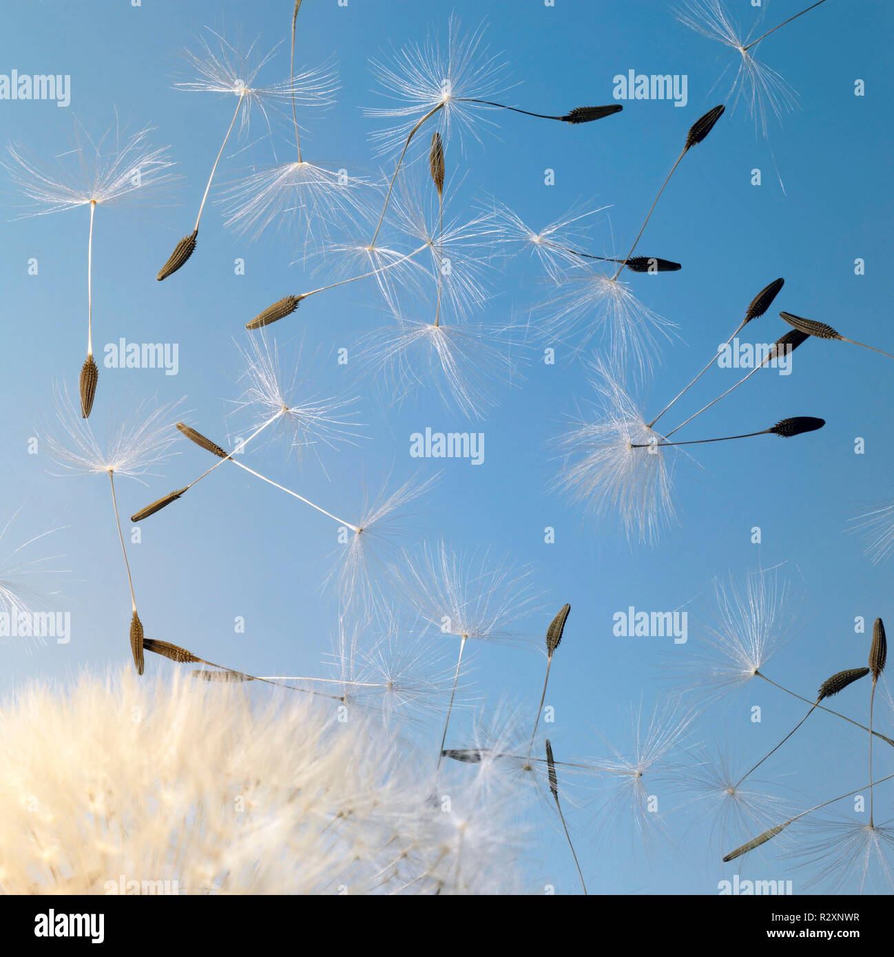 Flying dandelion seeds hi-res stock photography and images - Alamy