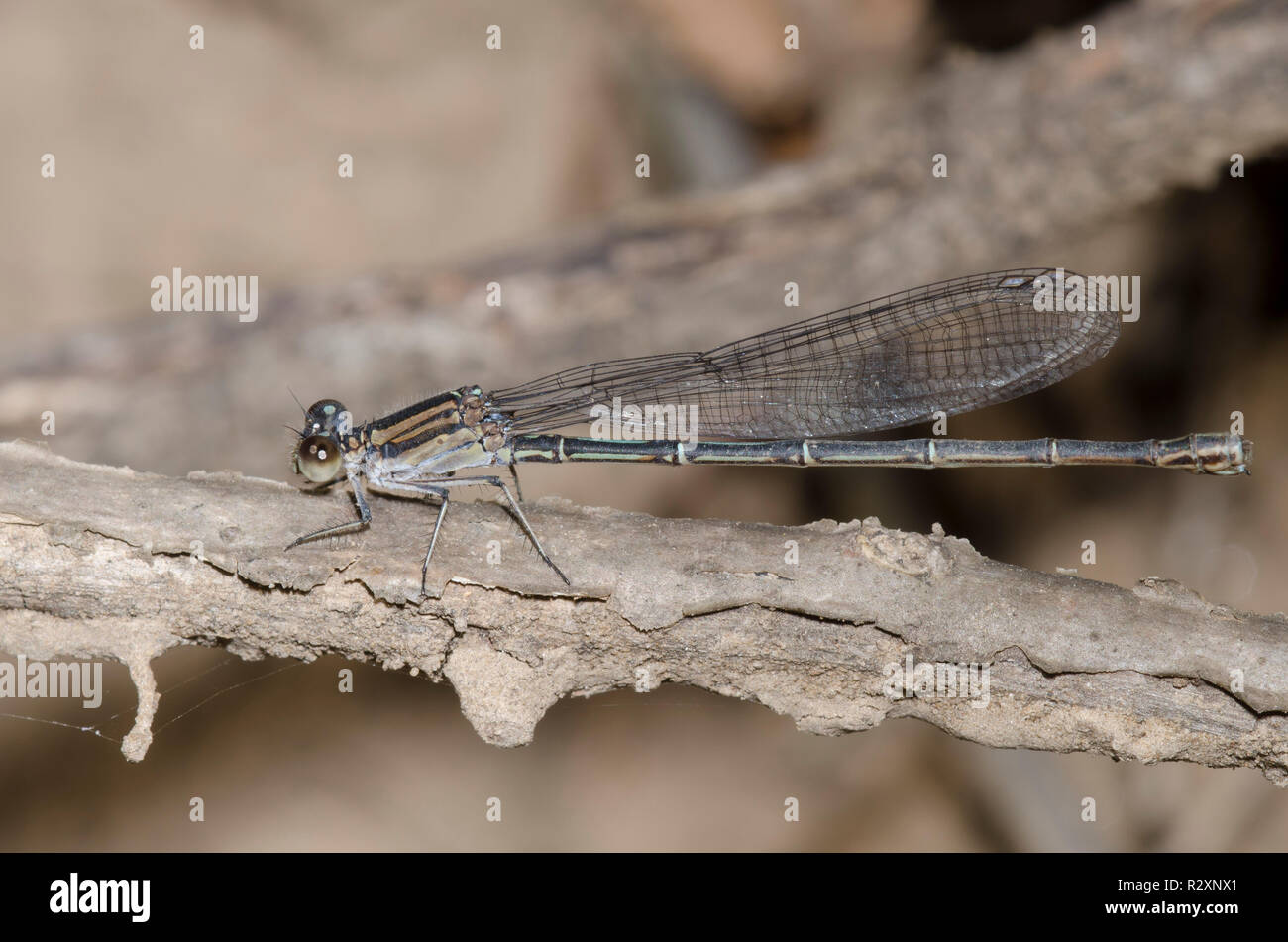 Odonata family hi-res stock photography and images - Alamy