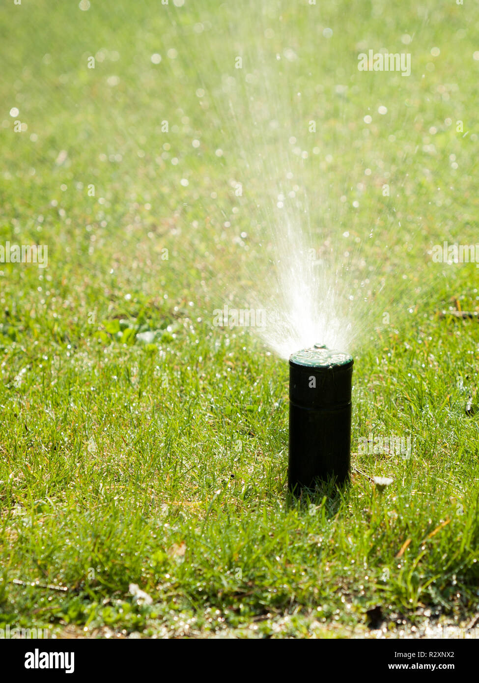 Gardening. Lawn sprinkler spraying water over green grass. Irrigation ...
