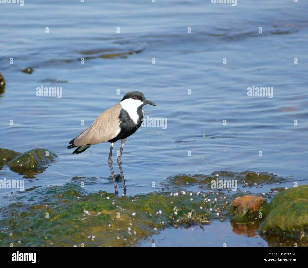 track-winged lapwing in africa Stock Photo - Alamy