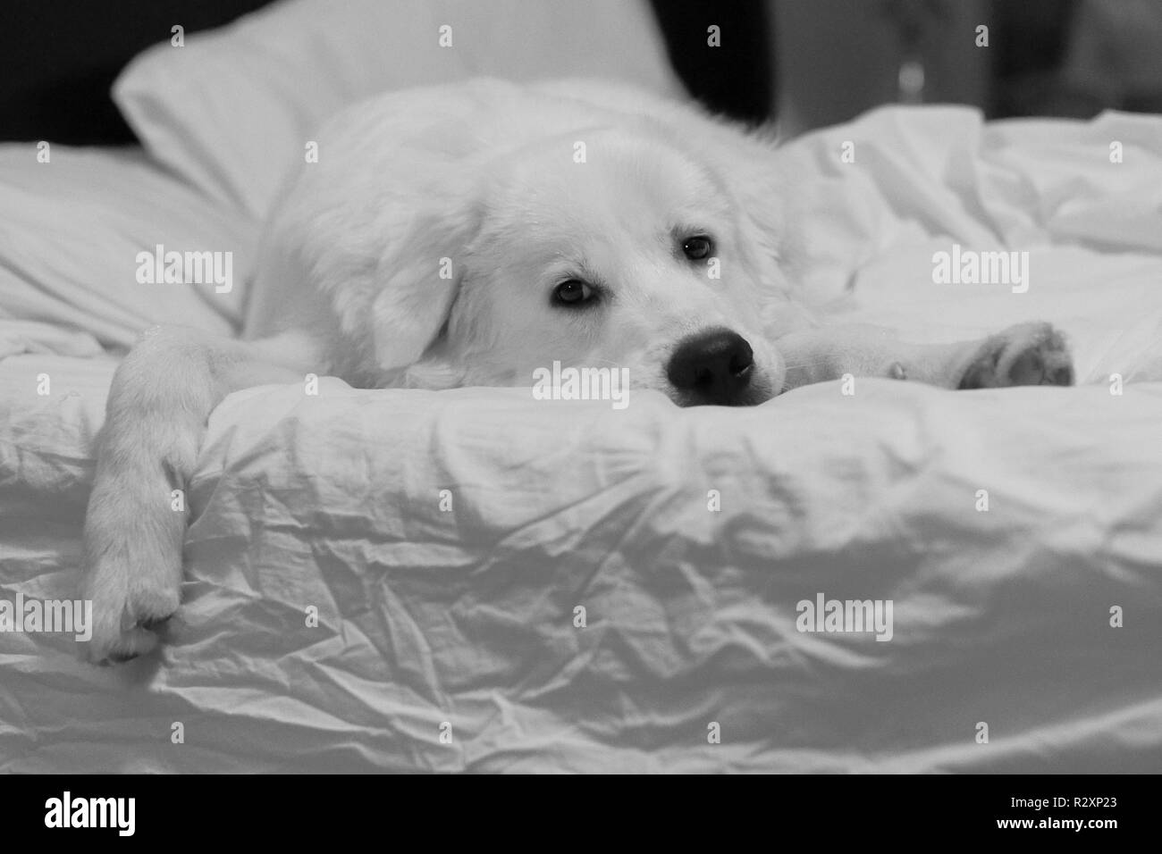 Black dog on white bed Black and White Stock Photos & Images - Alamy