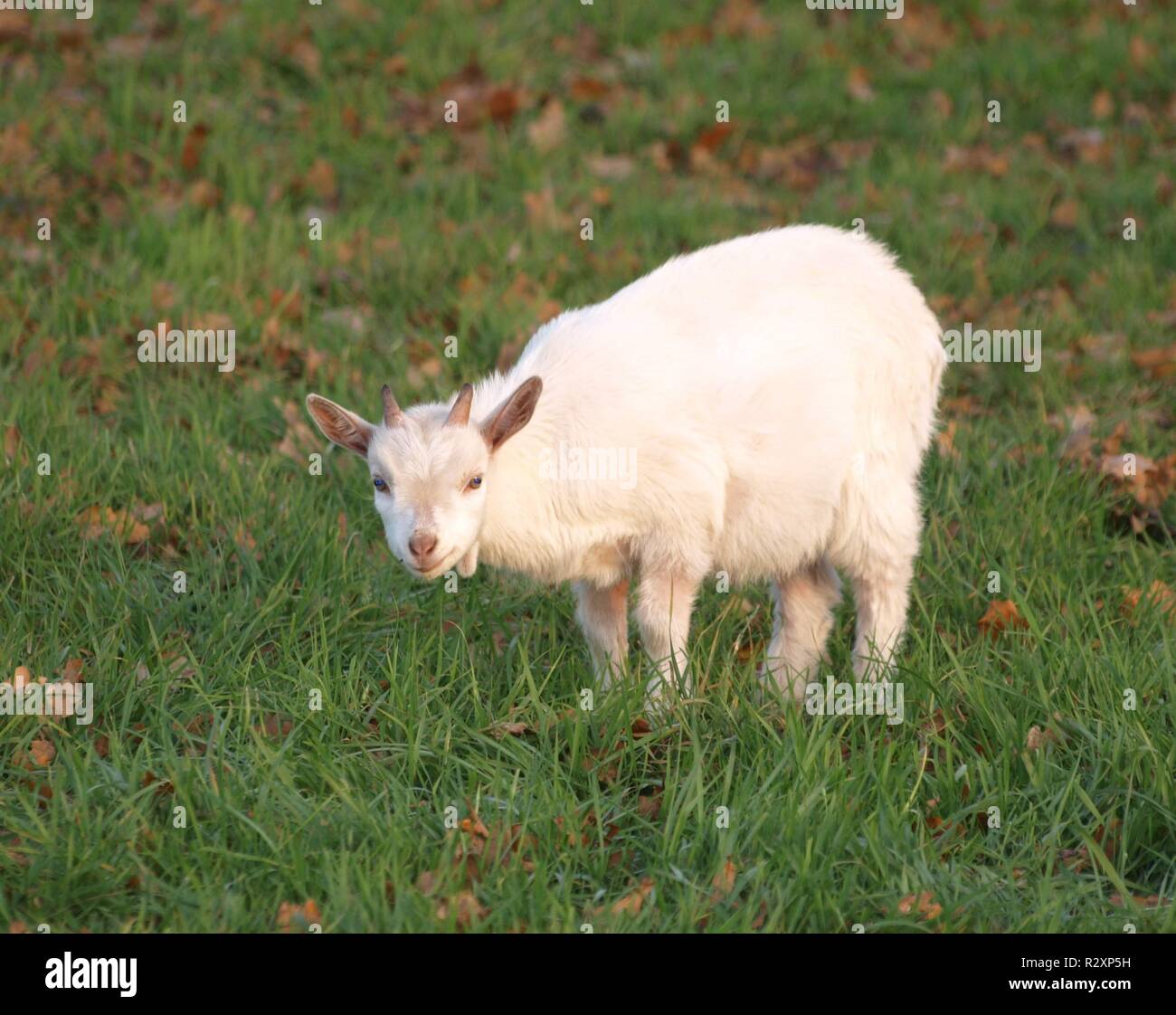 Livestock mammal mammals hi-res stock photography and images - Alamy
