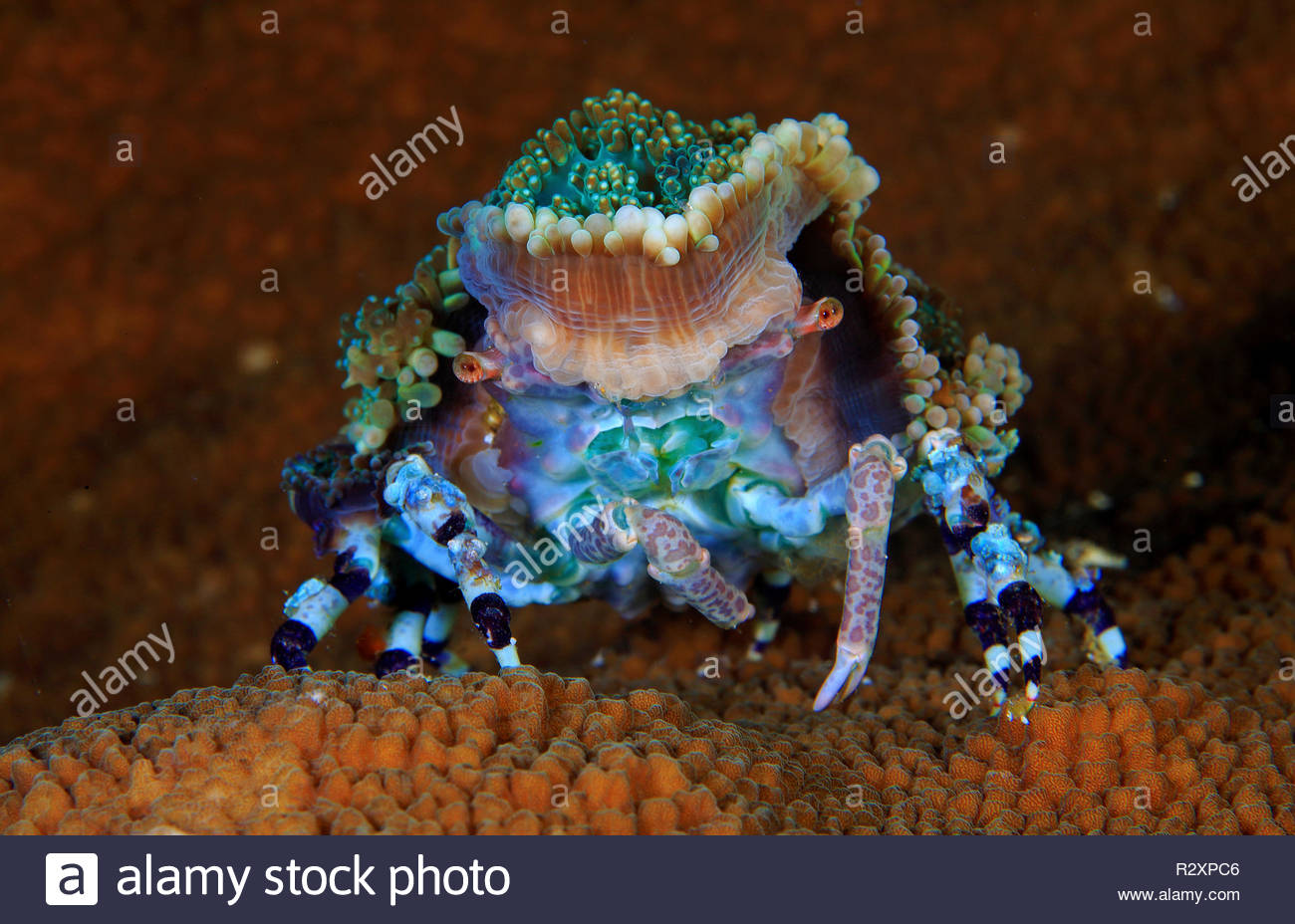 Spider Decorator Crab Stock Photos & Spider Decorator Crab Stock Images ...