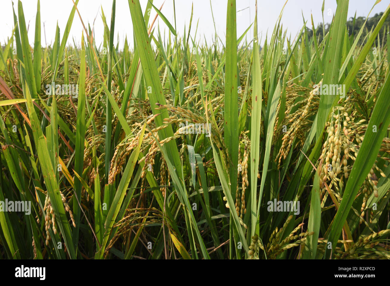 Oryza sativa or Asian Rice at Mangalbari bustee, Chalsa in Jalpaiguri ...
